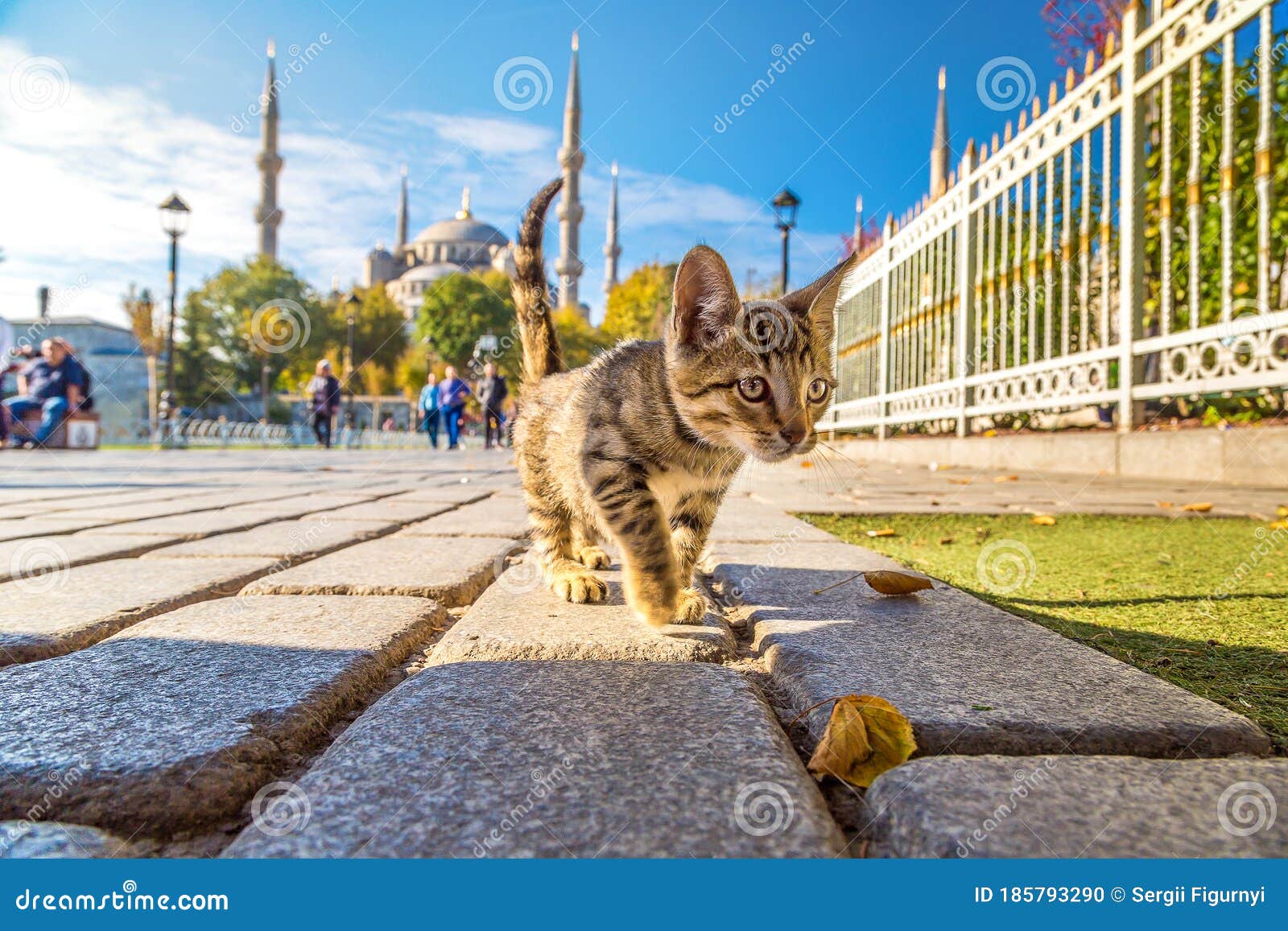 Cat in Istanbul stock photo. Image of curious, kitten - 185793290