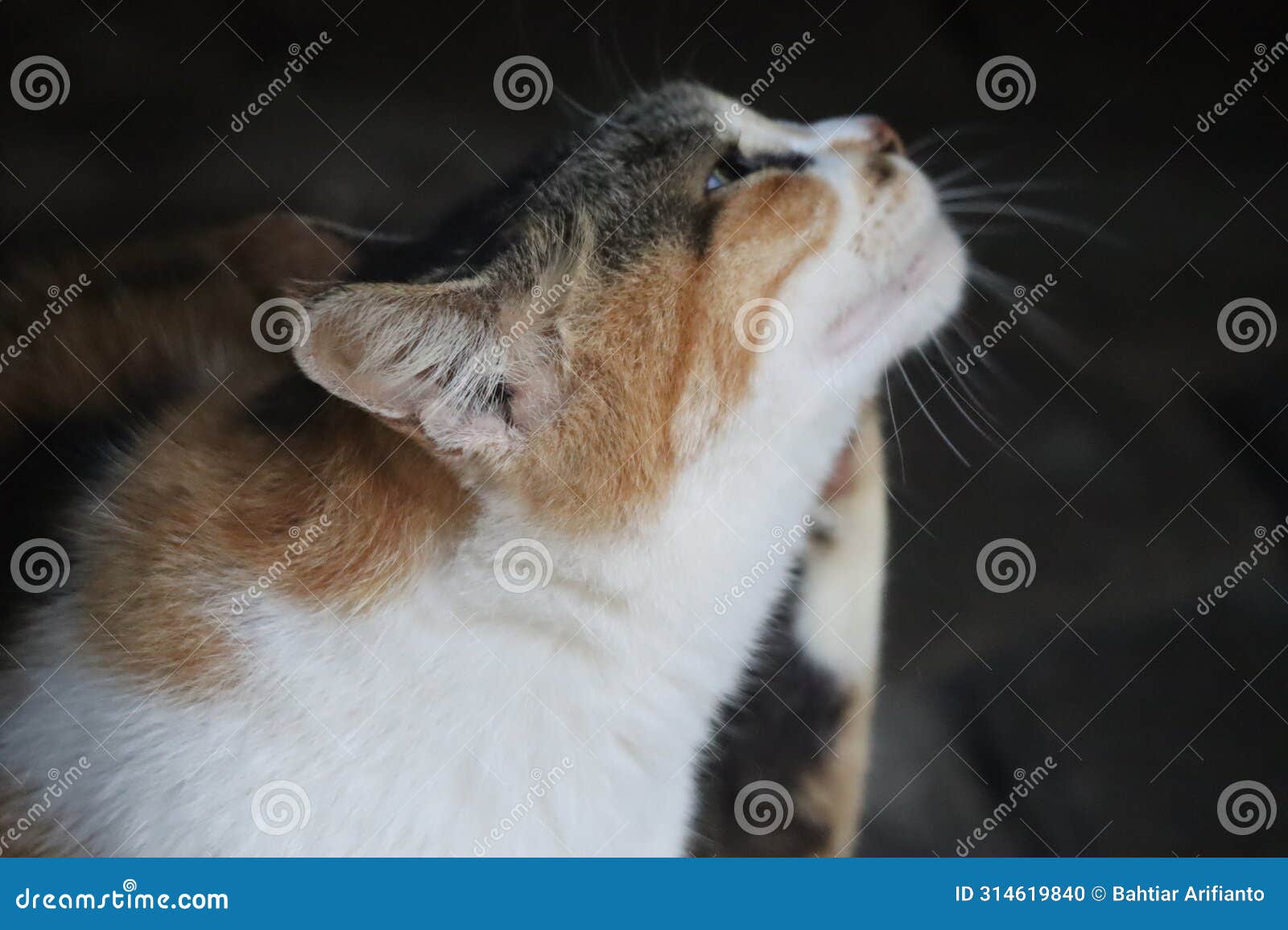 A cat with its face facing stock photo. Image of animal - 314619840