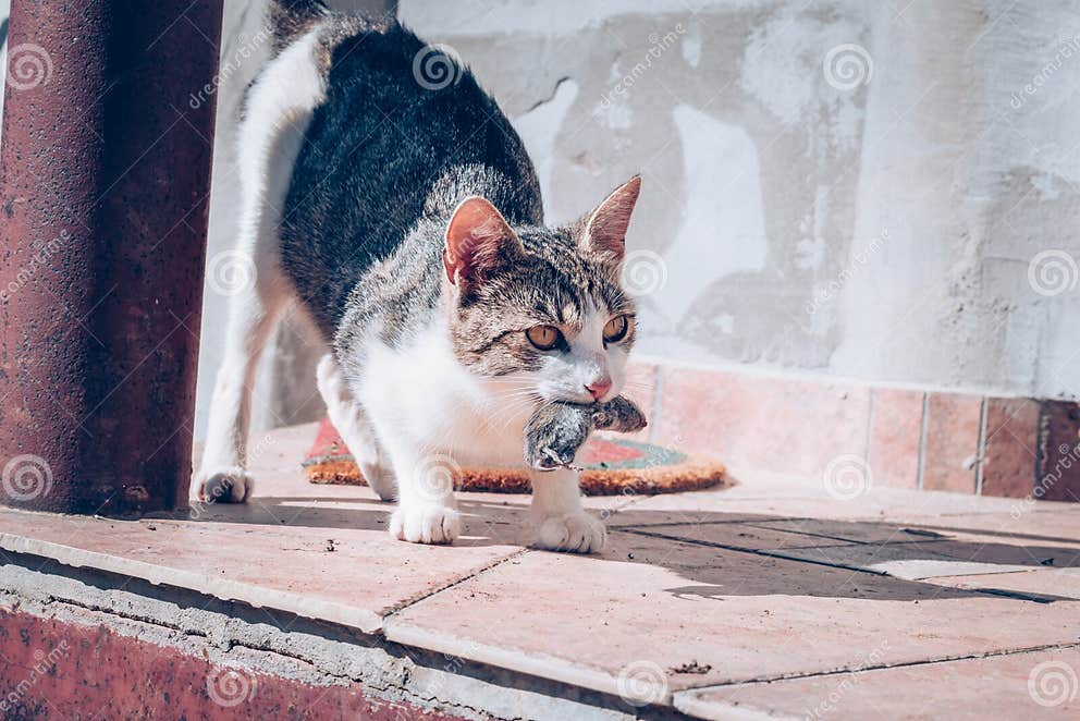 Cat with its mouse catch stock image. Image of hunting - 210958285