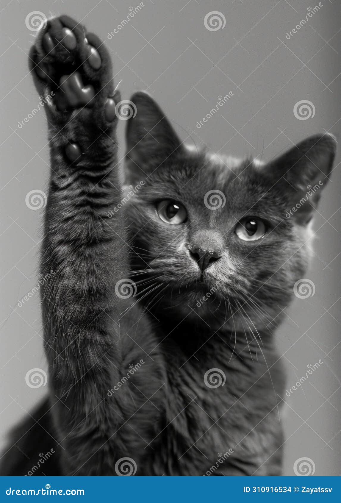A Cat with Its Paw Raised Closeup Stock Photo - Image of kitten, furry ...