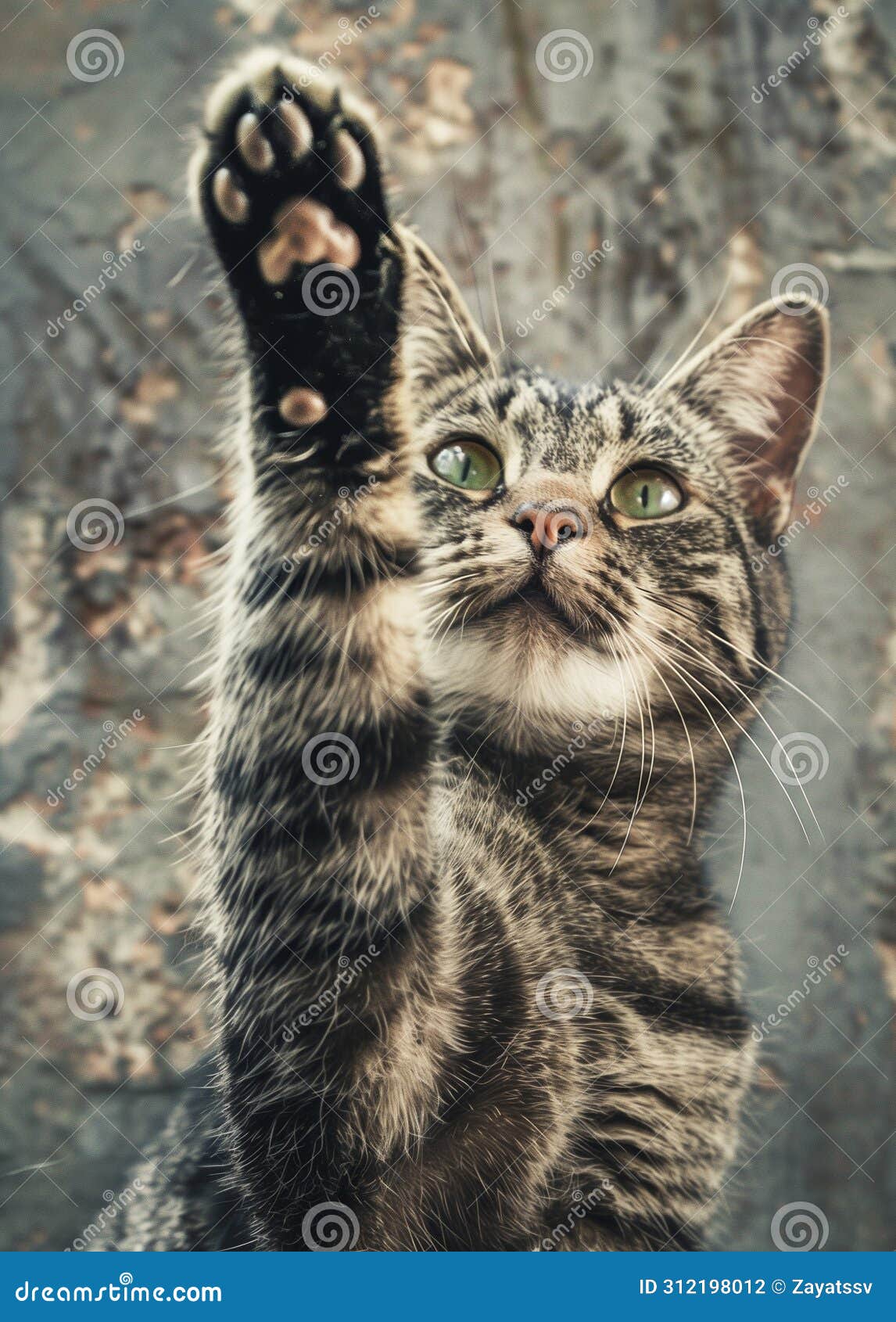 A Cat with Its Paw Raised Closeup Stock Photo - Image of pets, sweet ...
