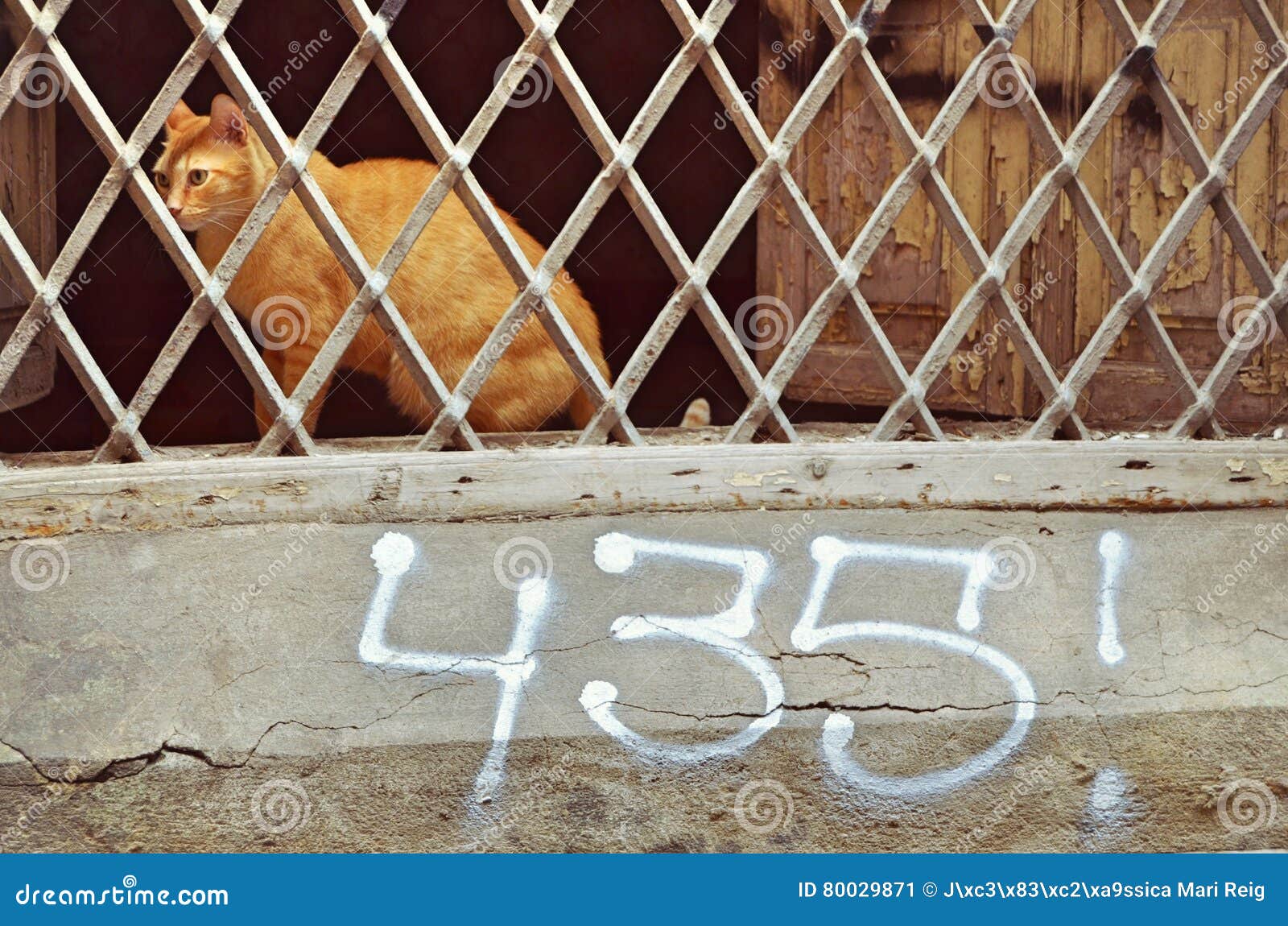 Cat in jail stock image. Image of fence, scape, house - 80029871