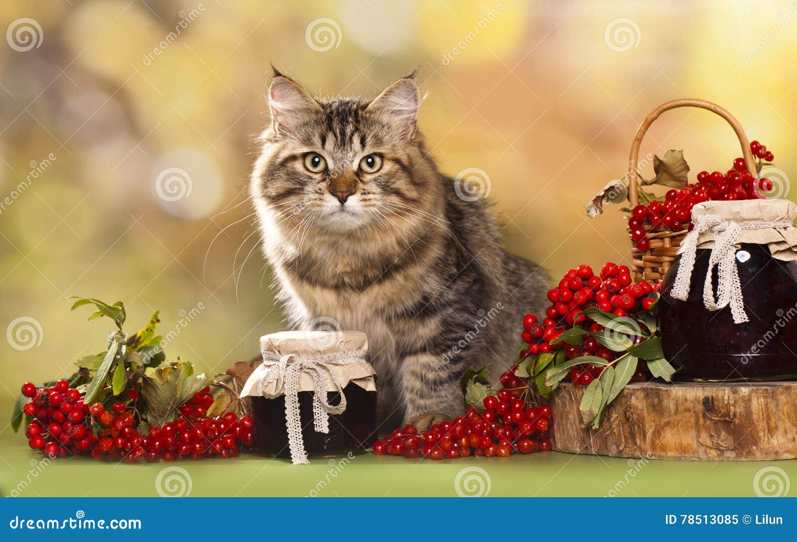Cat and jam stock image. Image of economic, sweet, baby - 78513085