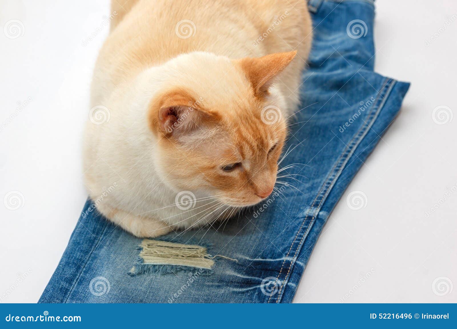 Cat with jeans stock photo. Image of clothing, fashion - 52216496