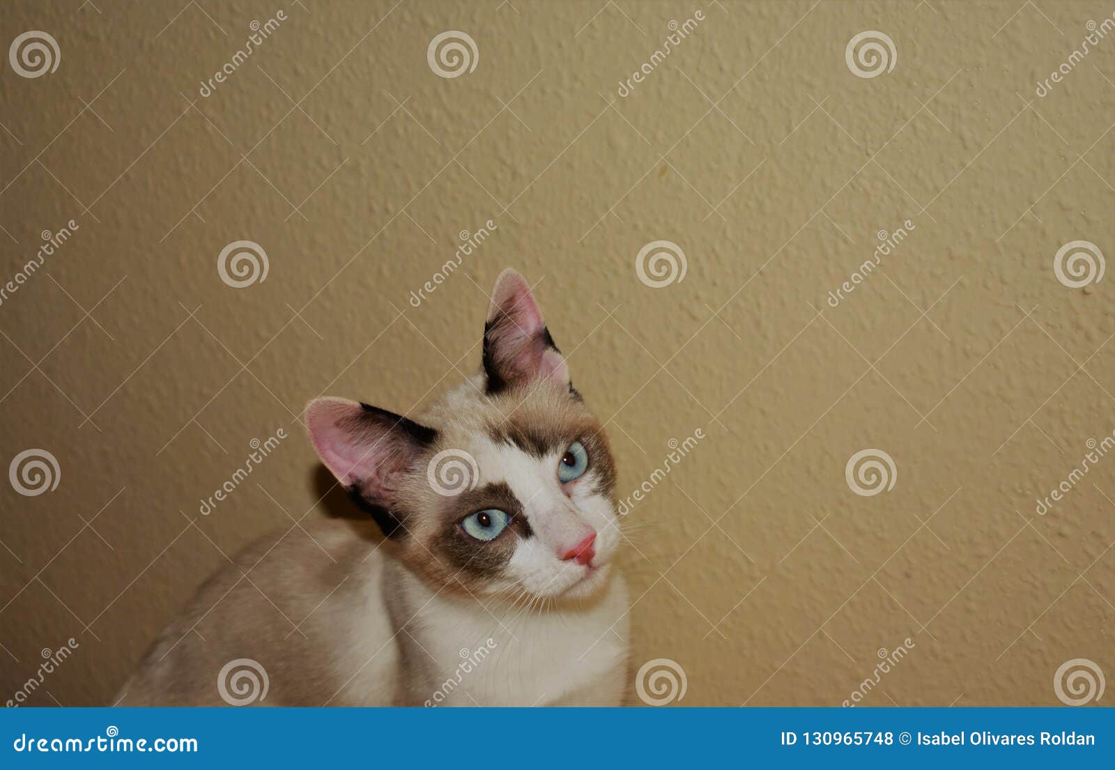 The cat is judging you stock photo. Image of eyes, white - 130965748