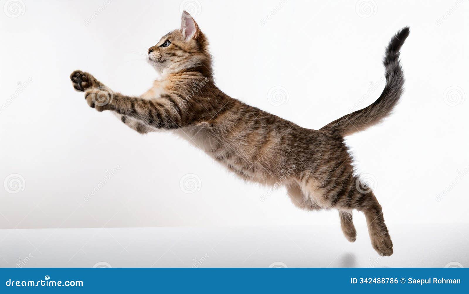 Cat Jump Isolated on Transparent Background Stock Illustration ...