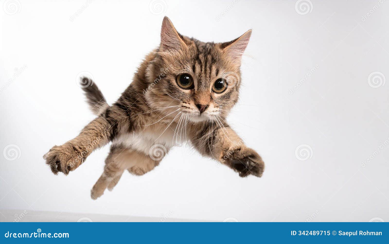 Cat Jump Isolated on Transparent Background Stock Illustration ...