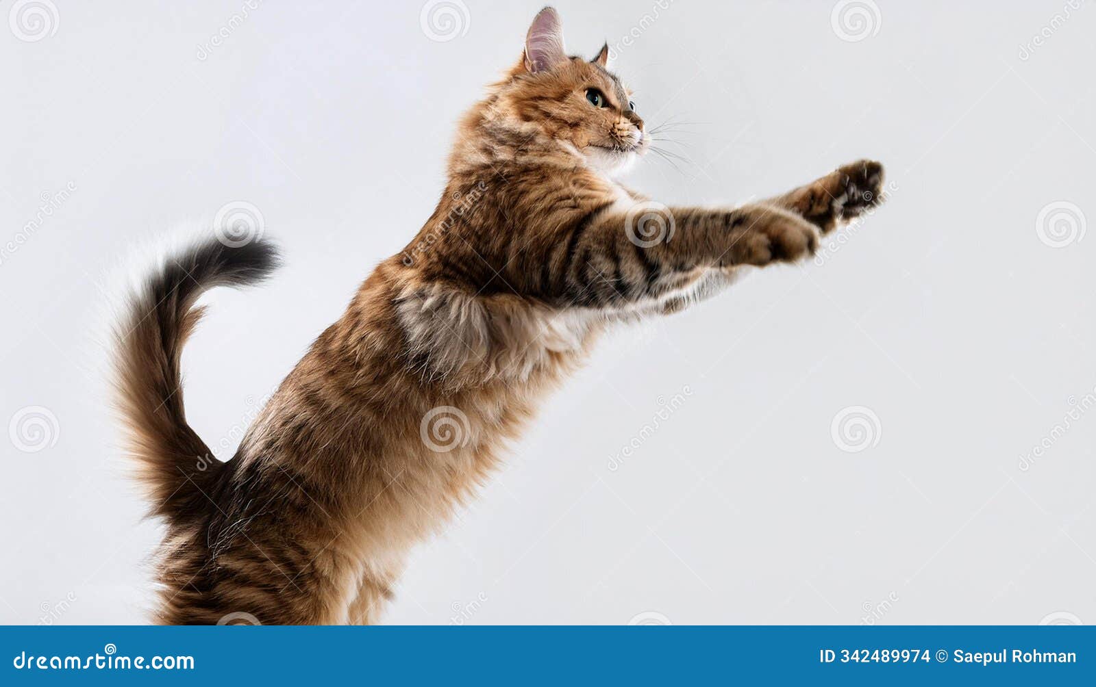 Cat Jump Isolated on Transparent Background Stock Illustration ...