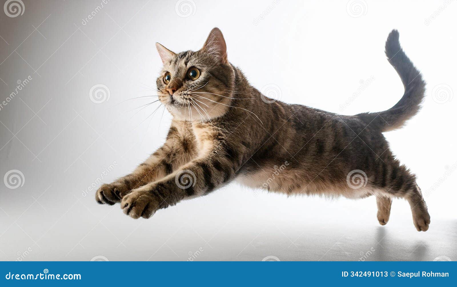 Cat Jump Isolated on Transparent Background Stock Illustration ...