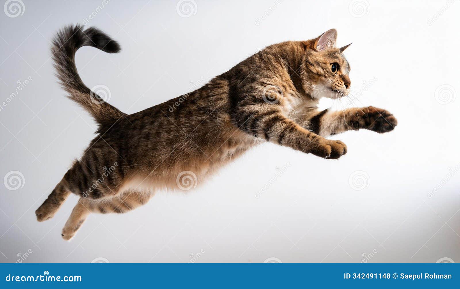 Cat Jump Isolated on Transparent Background Stock Illustration ...
