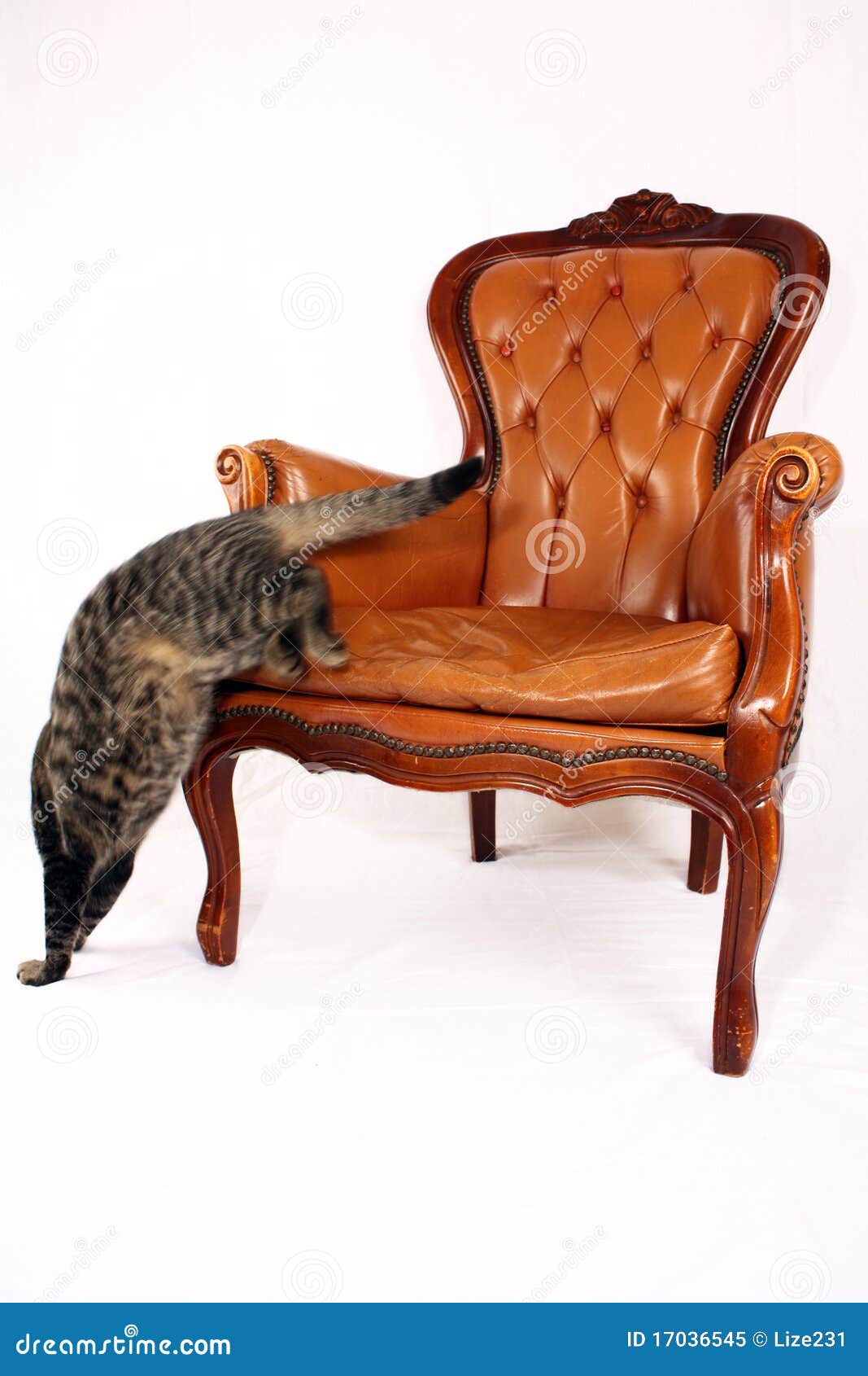 Cat jumping of chair stock image. Image of domestic, chair - 17036545
