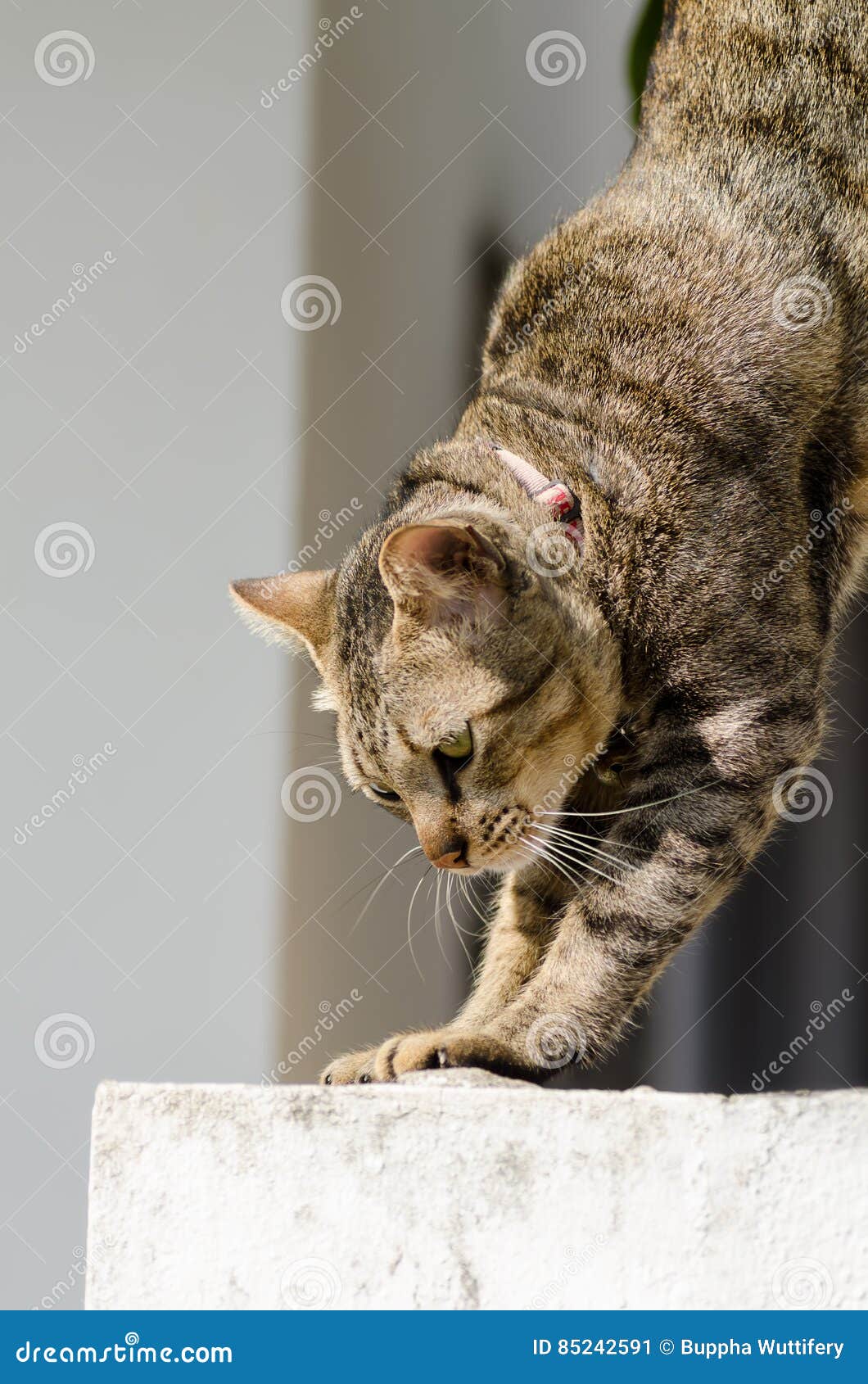 Cat stock image. Image of mammal, kitten, grey, brown - 85242591