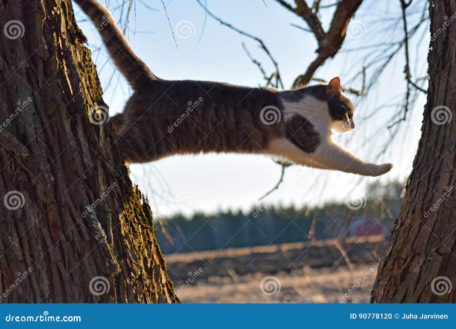 Cat Jumping from Tree To Tree. Stock Photo - Image of paws, jumping ...