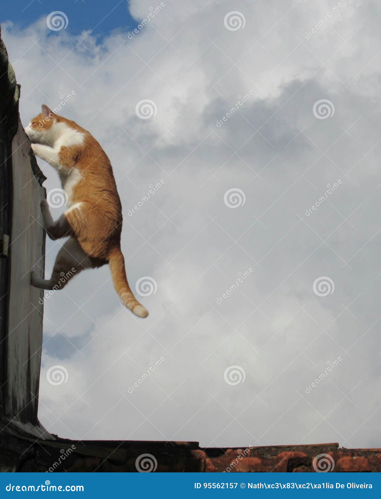 Cat jumping the wall stock image. Image of edited, wall - 95562157