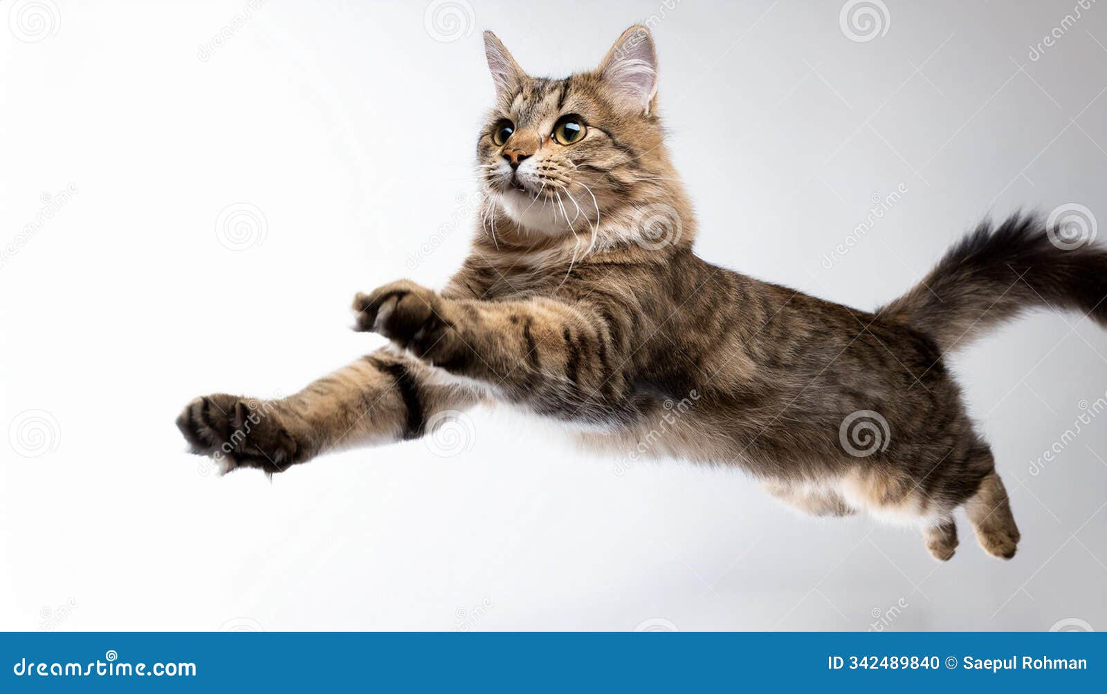 Cat Jump Isolated on Transparent Background Stock Illustration ...