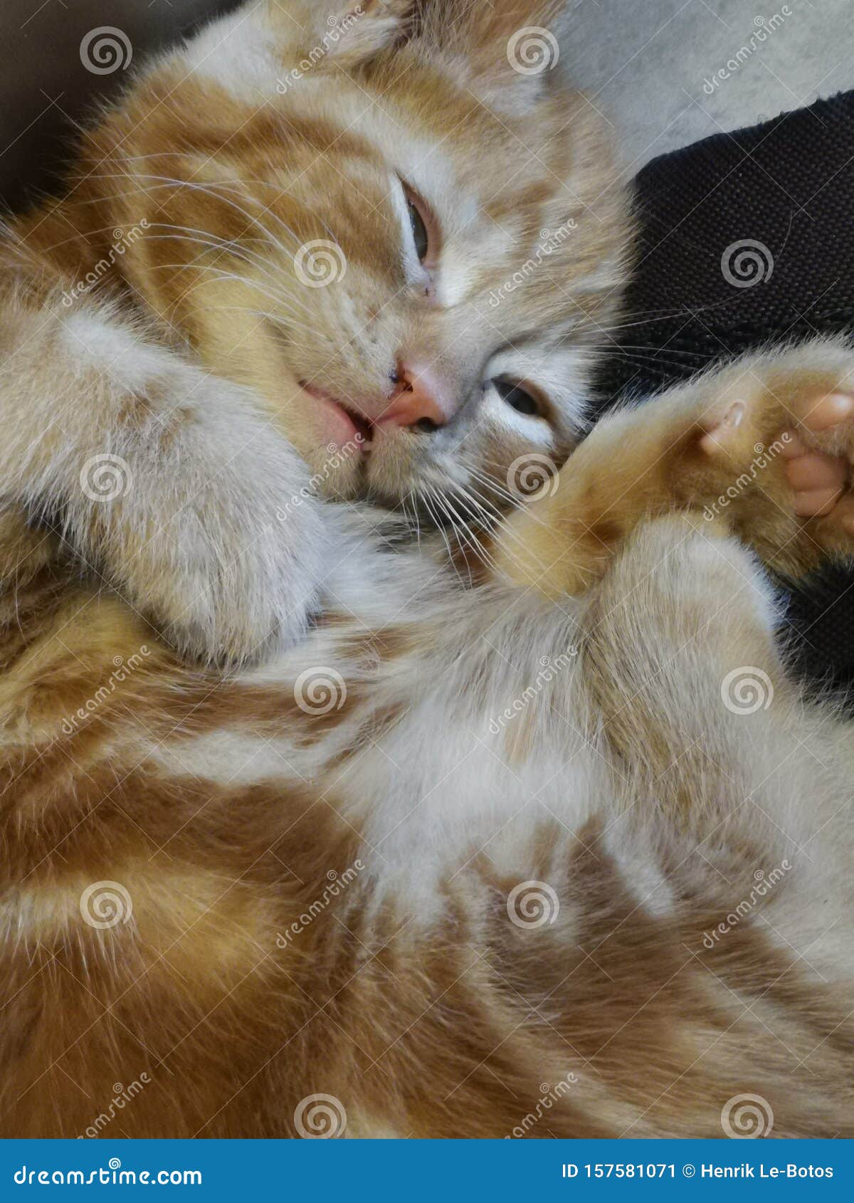 Cat just chillin stock image. Image of head, snout, nose - 157581071