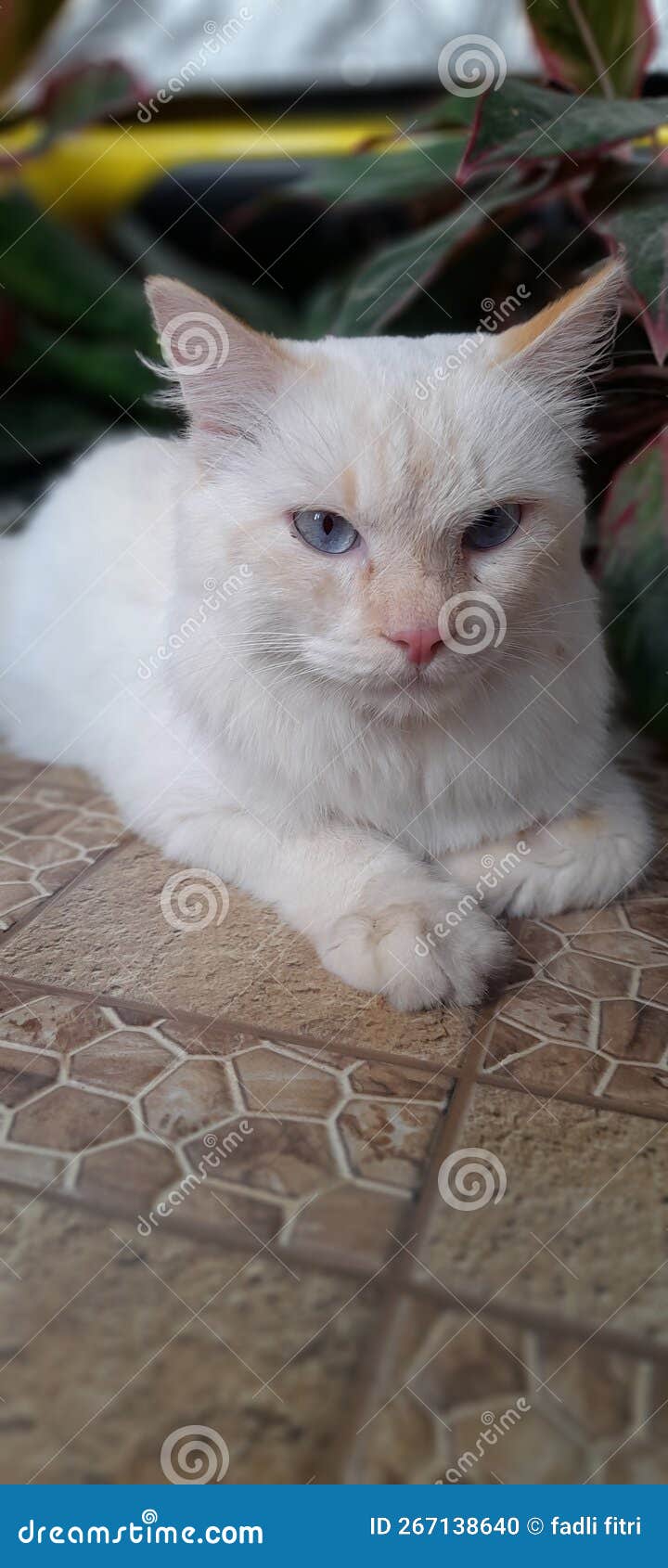 When the Cat Just Finished Sleeping Stock Photo - Image of white ...