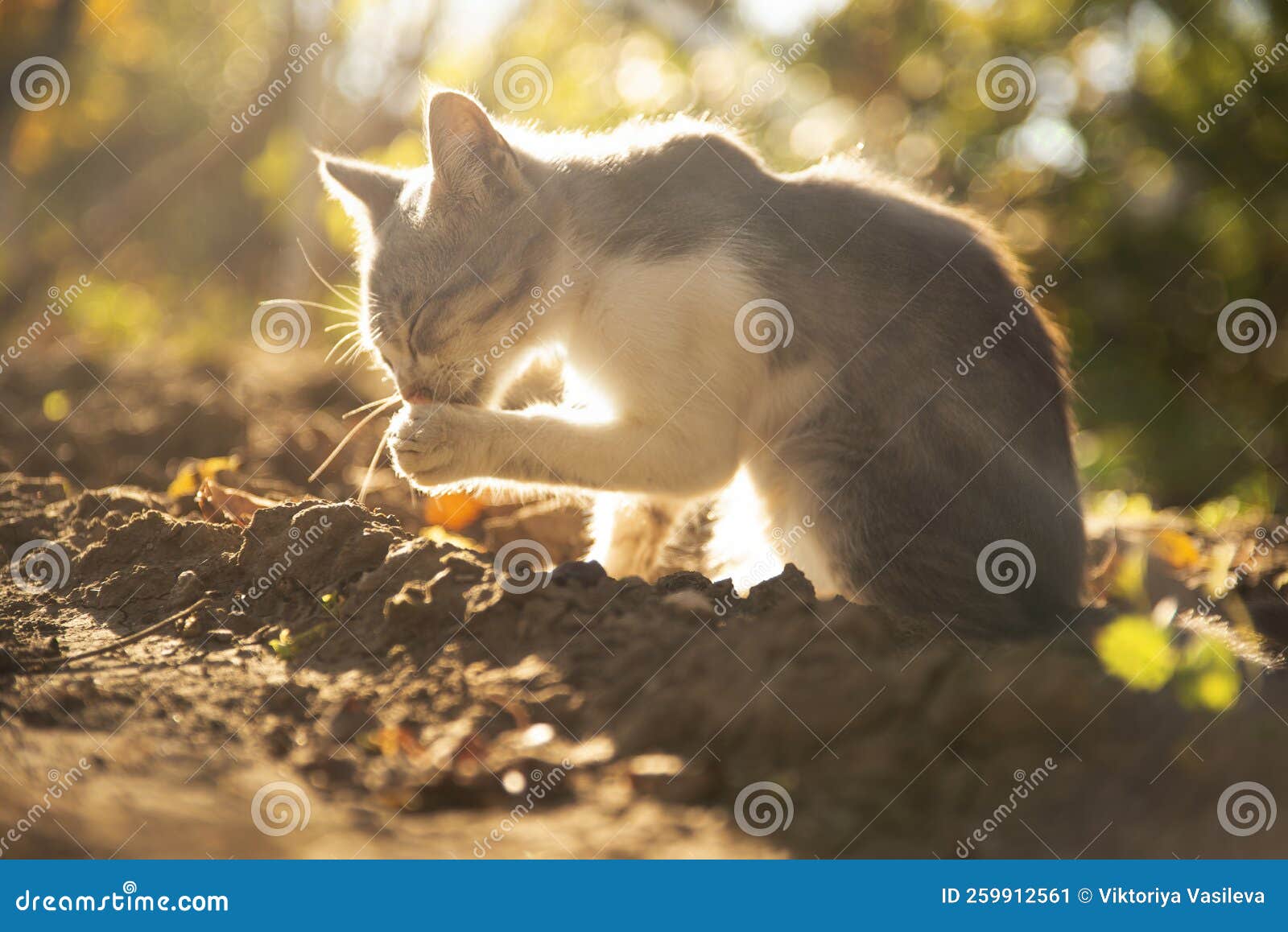 Cat cleaning itself stock image. Image of outdoor, clean - 259912561