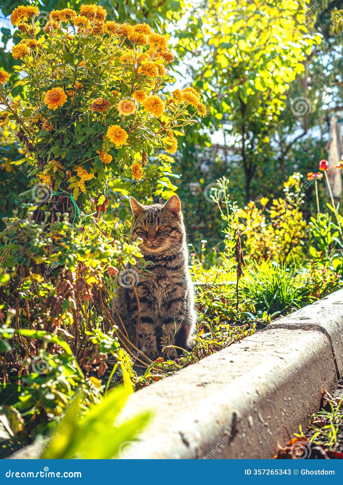 Cat among flowers stock image. Image of brown, closeup - 357265343