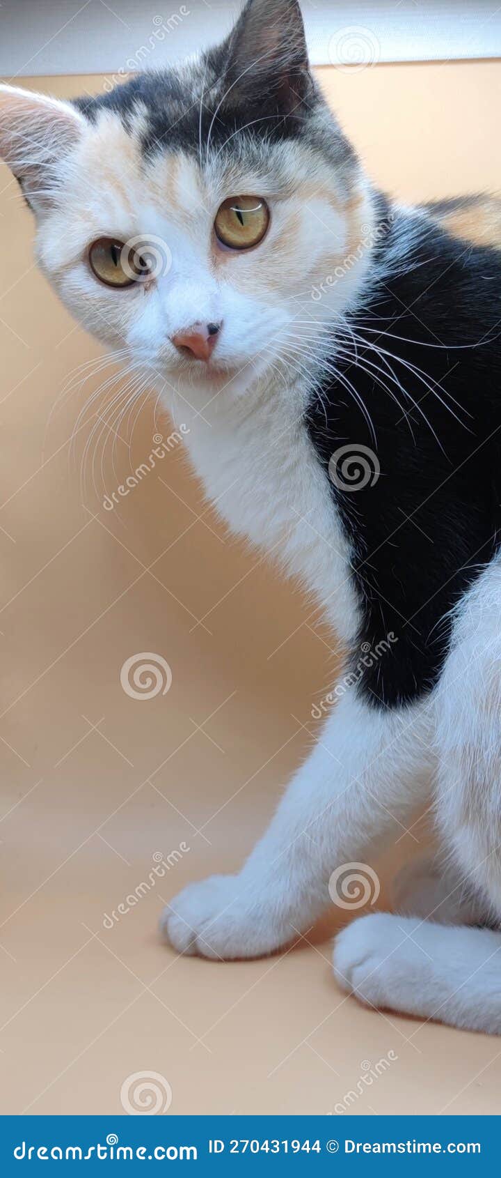 A Cat that Just Woke Up Sleeping Stock Photo - Image of woke, carnivore ...