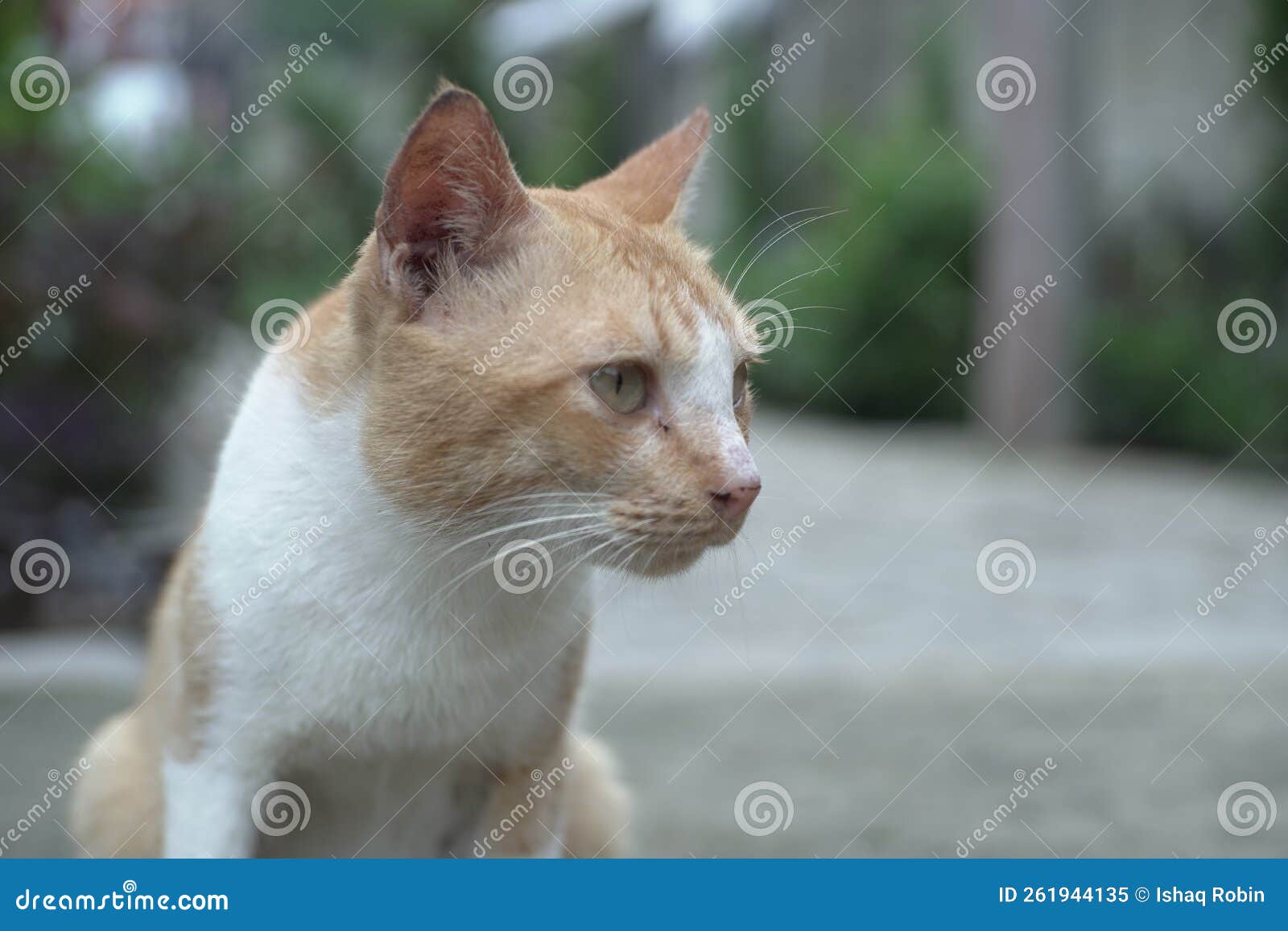 Cat Keep Waiting stock image. Image of wildcat, skin - 261944135