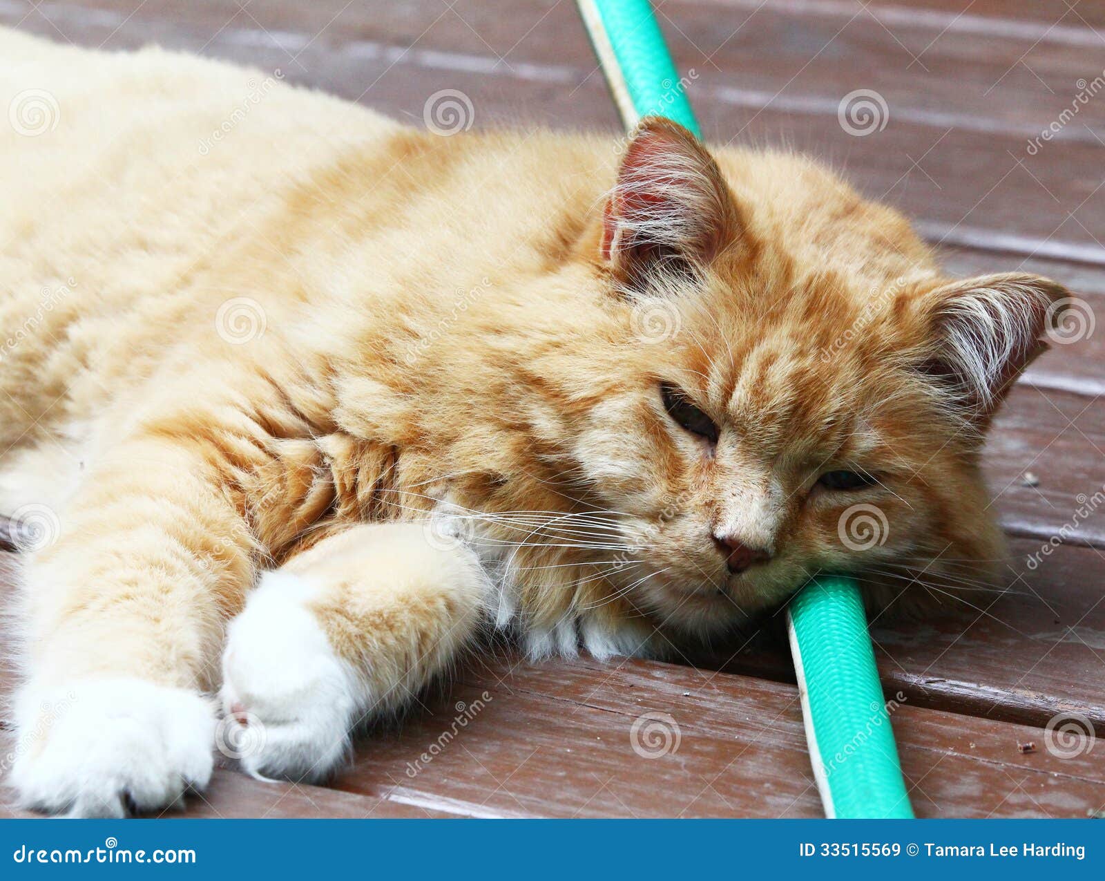 Cat Keeping Cool Laying on a Hose Stock Image - Image of hose, napping ...