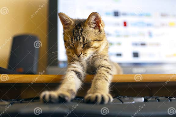 Cat with Keyboard stock image. Image of computer, kitty - 25810877