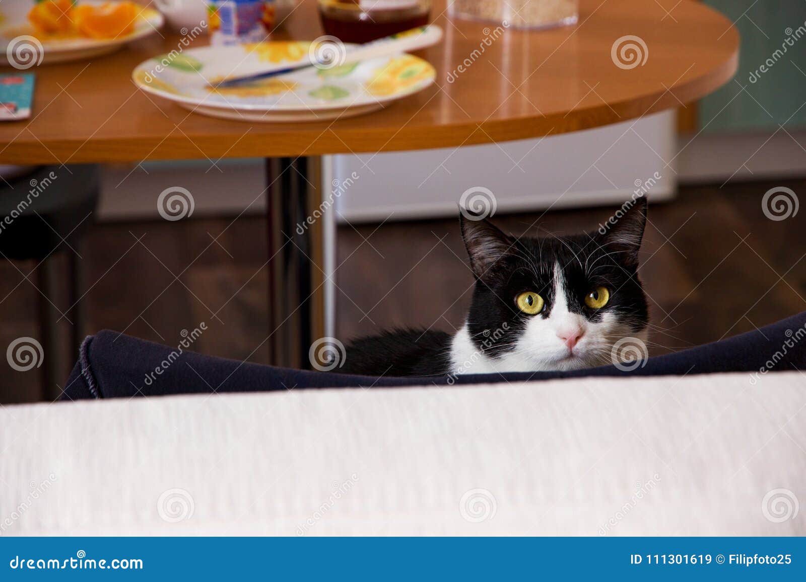 Cat at the Kitchen Table stock image. Image of peeking - 111301619