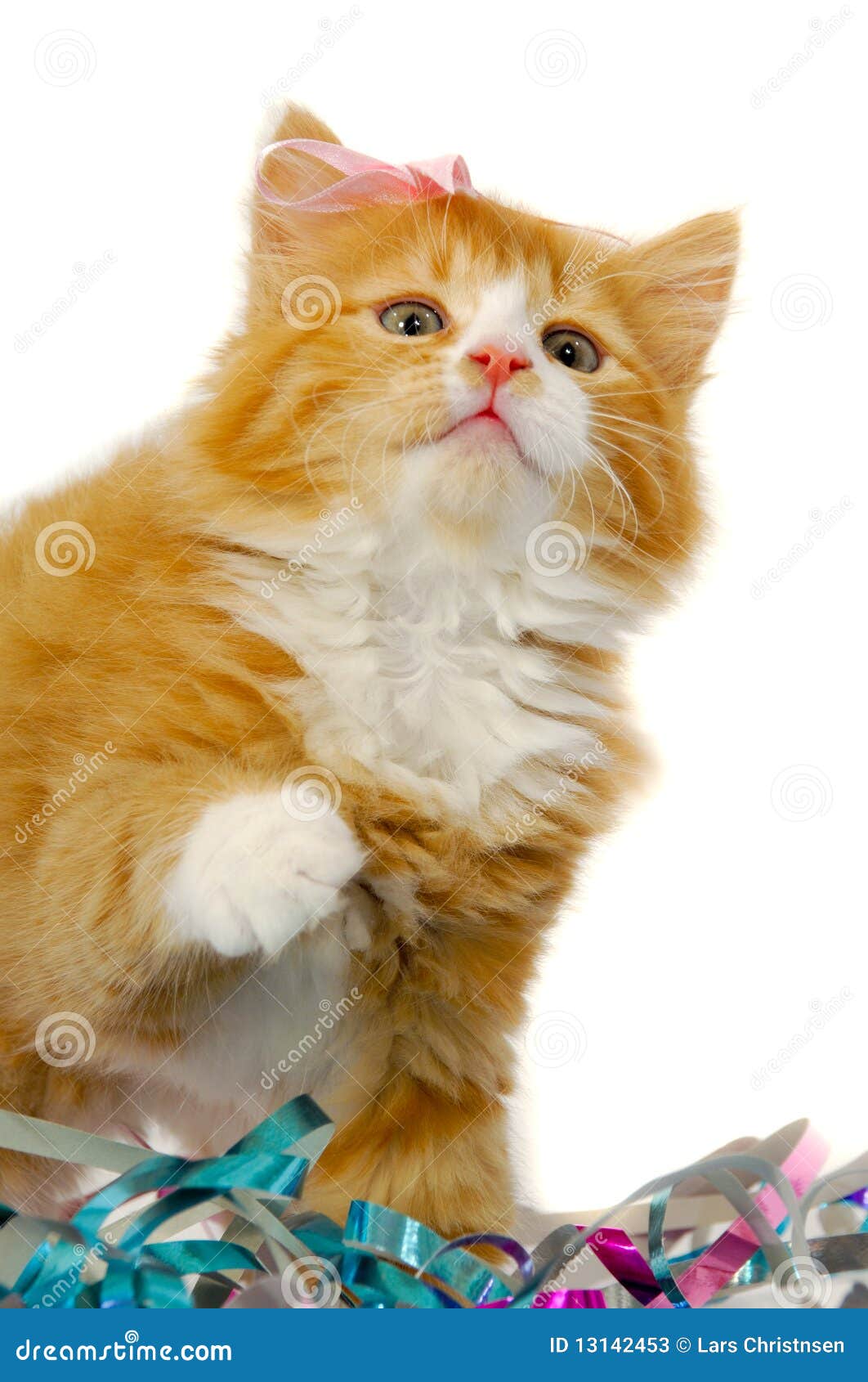 Cat kitten with bow stock image. Image of ears, look - 13142453