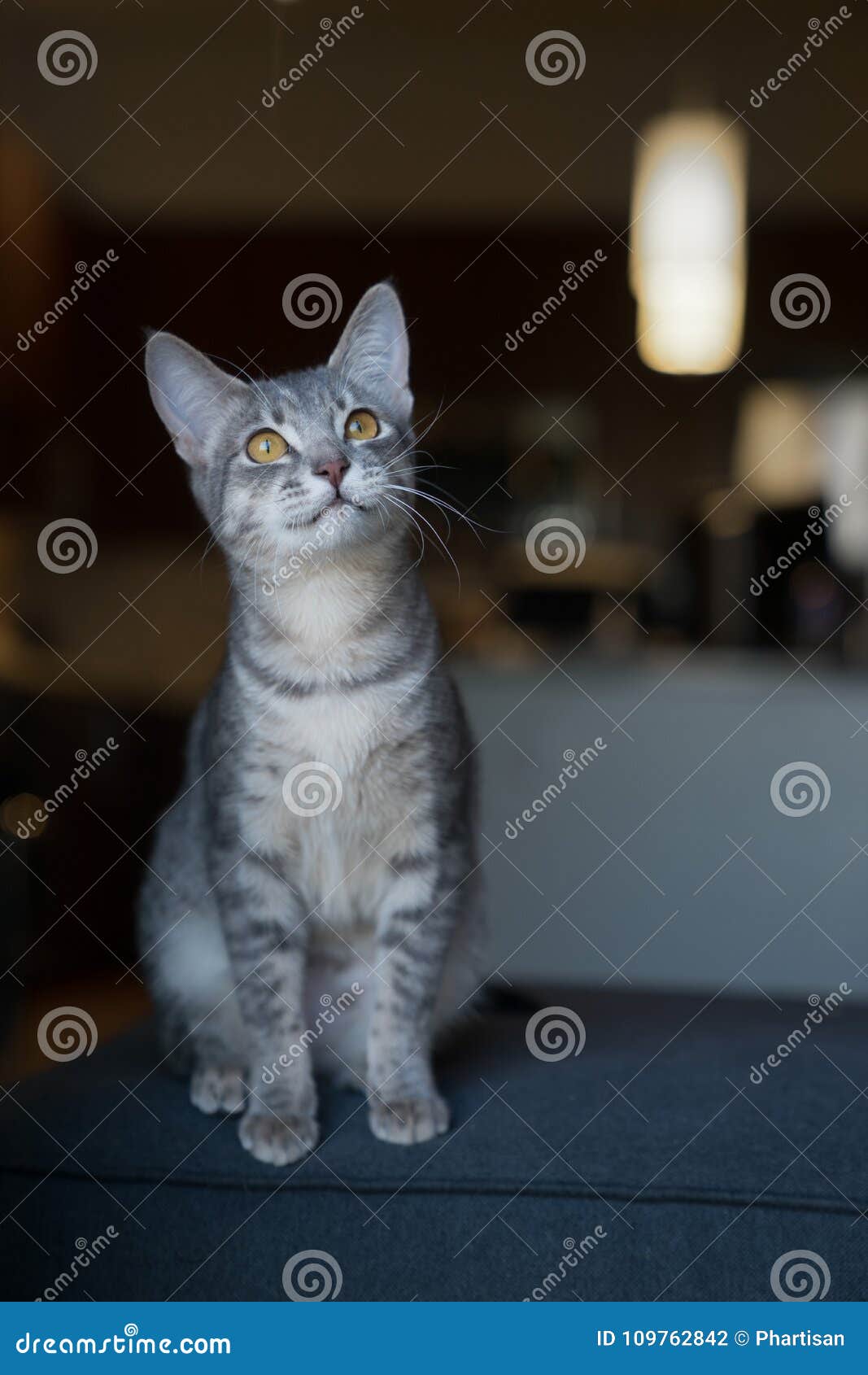 Cat Kitten with Curious Expression Stock Photo - Image of fangs ...