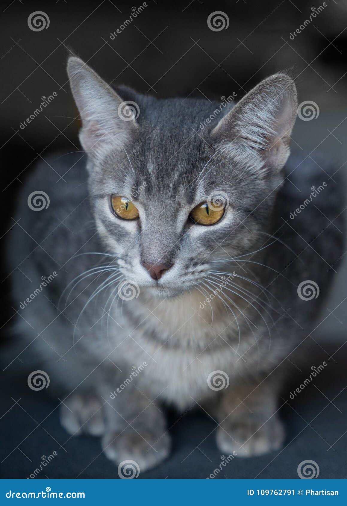 Cat Kitten with Curious Expression Stock Image - Image of mammal, kitty ...