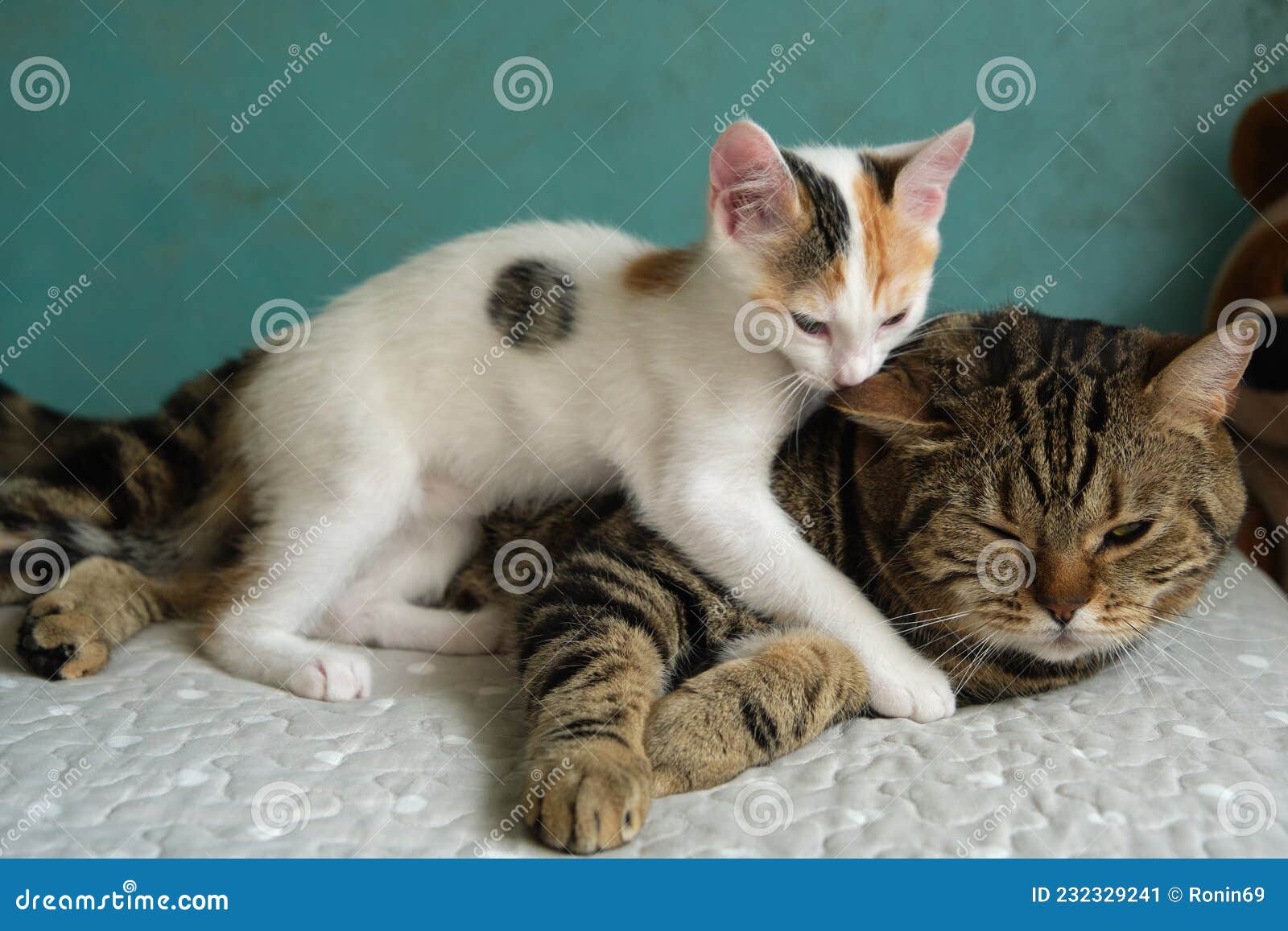 A Cat with a Kitten in an Embrace Stock Image - Image of animal ...