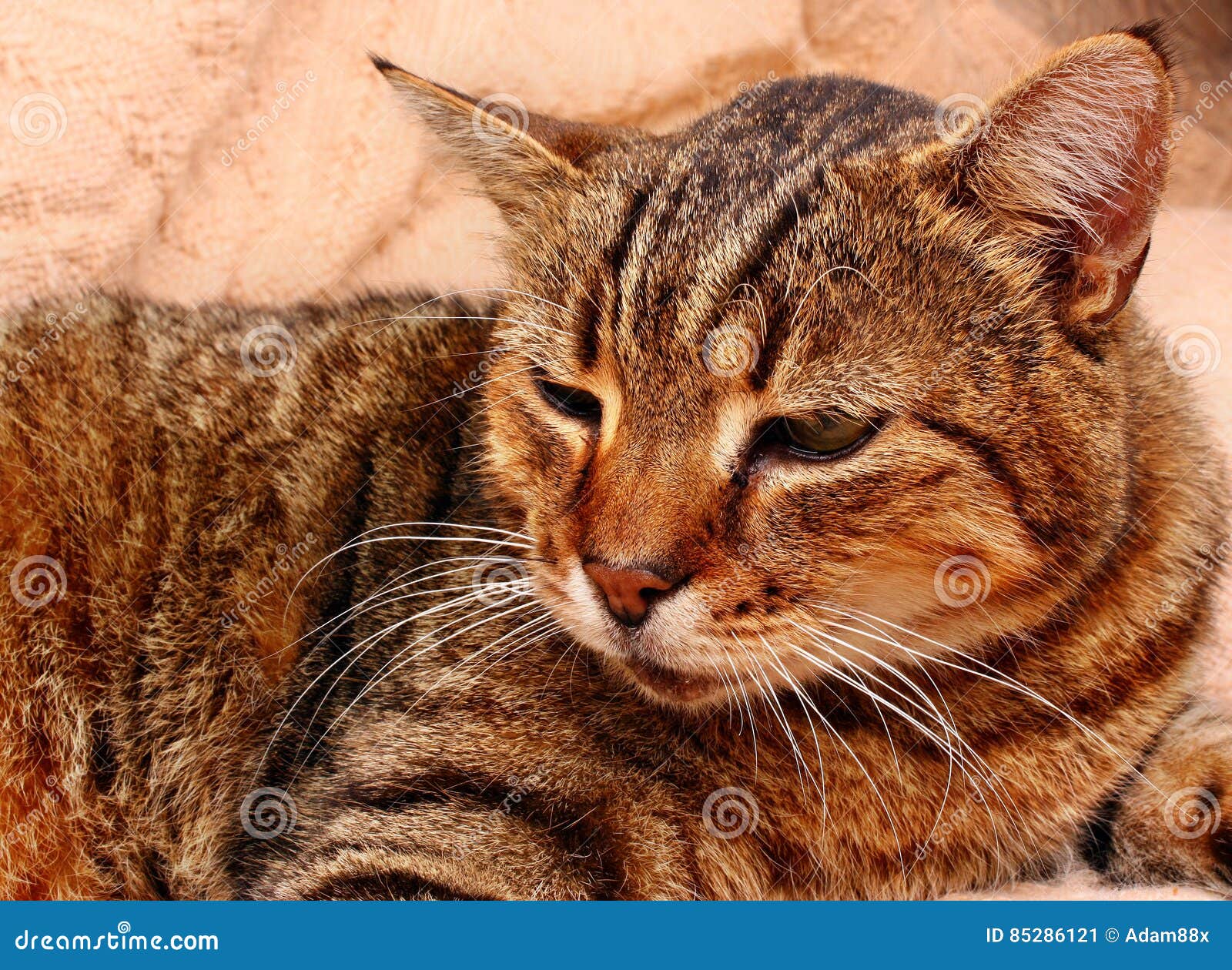 Cat kitten gaze stock image. Image of home, house, carpet - 85286121