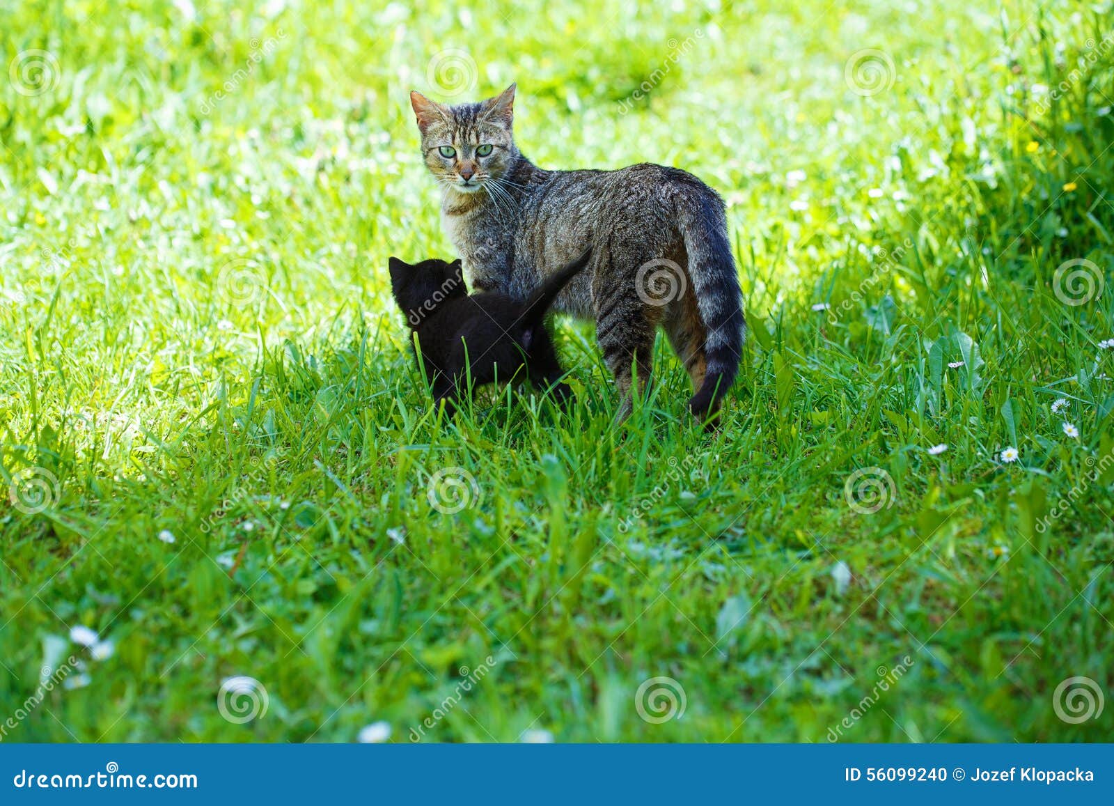 Cat and Kitten on Green Meadow Stock Photo - Image of kitten, outdoor ...