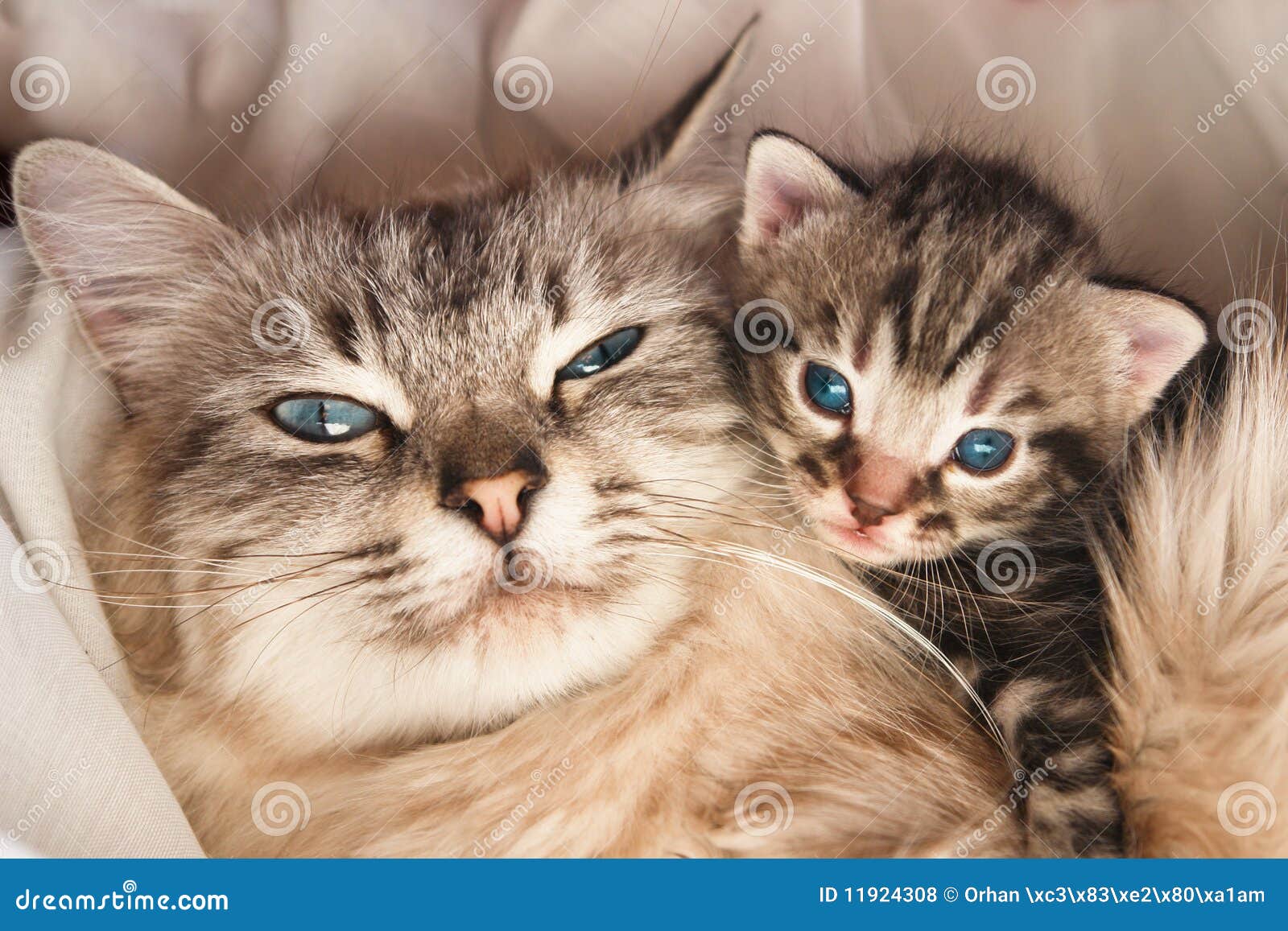 Cat and kitten hug stock photo. Image of posing, domestic - 11924308