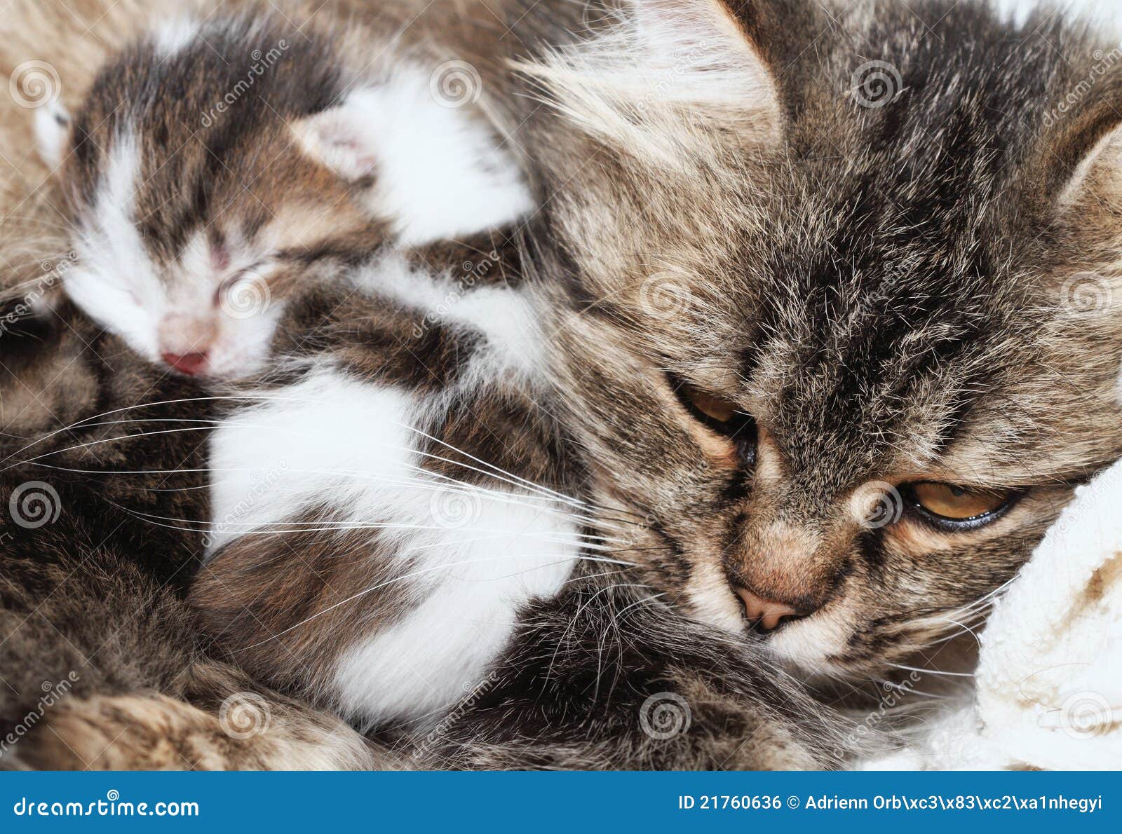 Cat and kitten hugs stock photo. Image of pink, newborn - 21760636