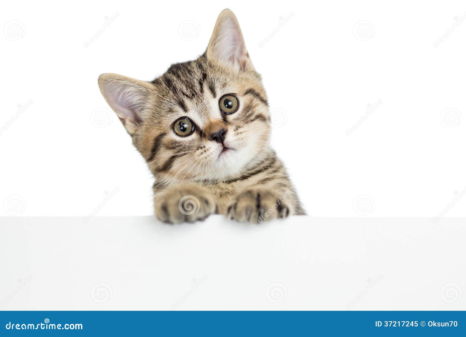 Kitten Peeking Out From Under The Blanket Stock Photo | CartoonDealer ...