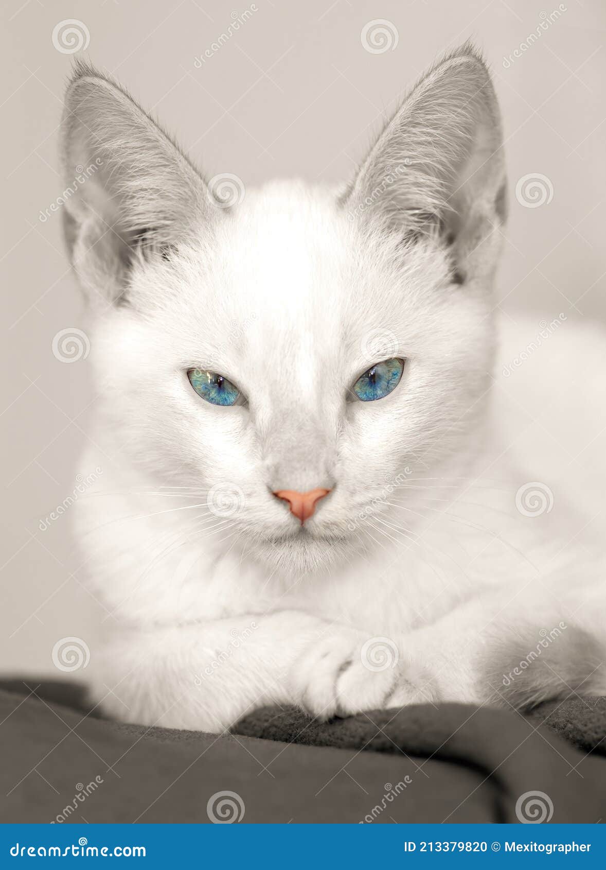 Cat Kitten Serious Stare Vertical Stock Photo - Image of feline, front ...