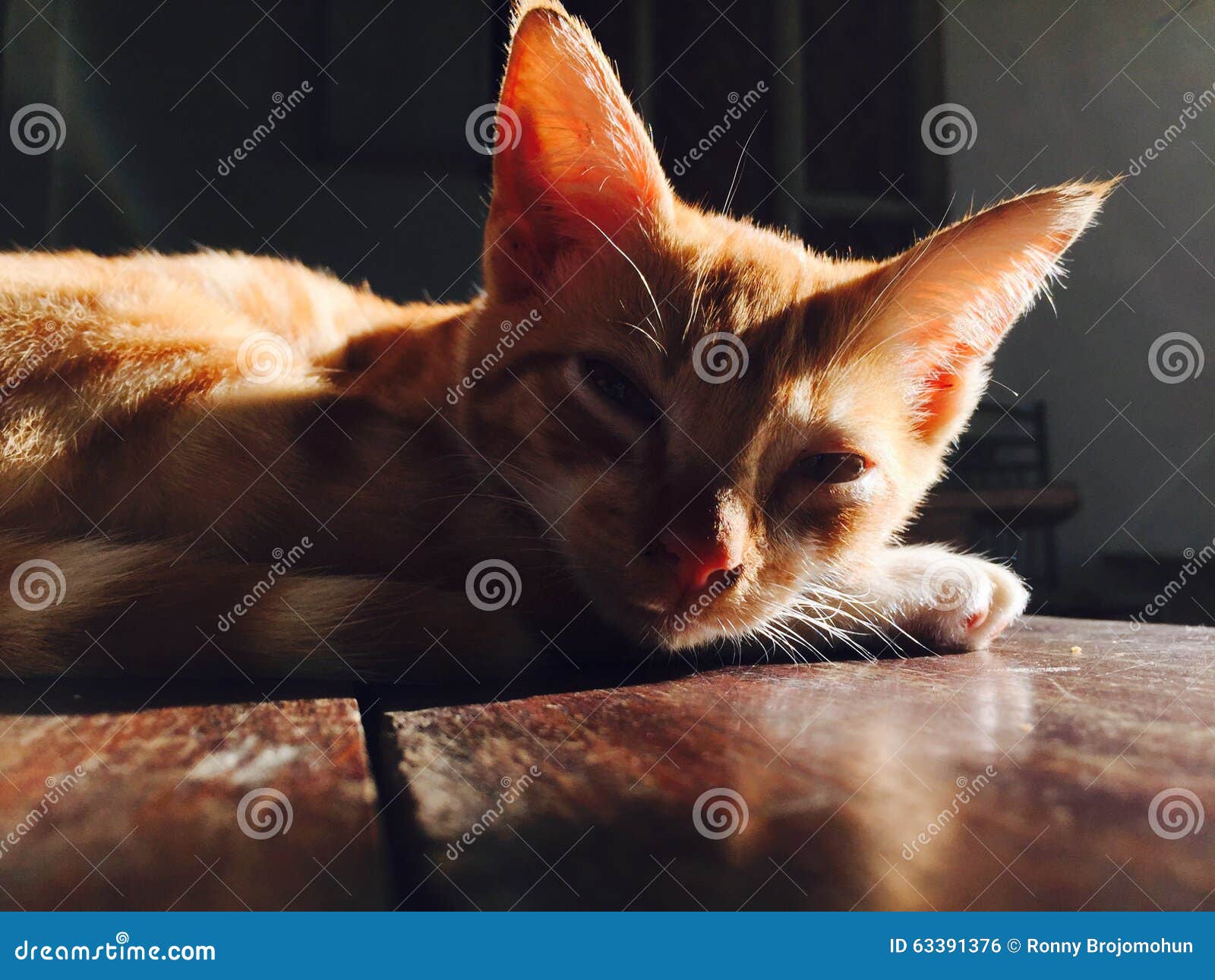 Cat stock photo. Image of shadow, sunlight, sleepy, kitten - 63391376