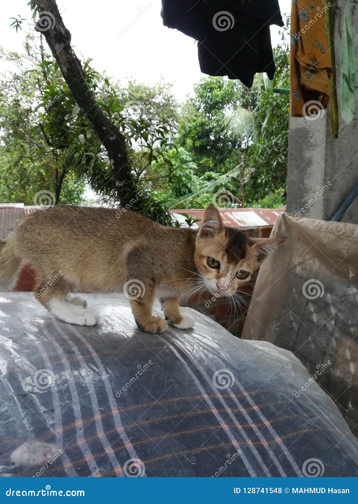 Cat Kitten Small Nice Beautifull Eyes Stock Photo - Image of nice ...