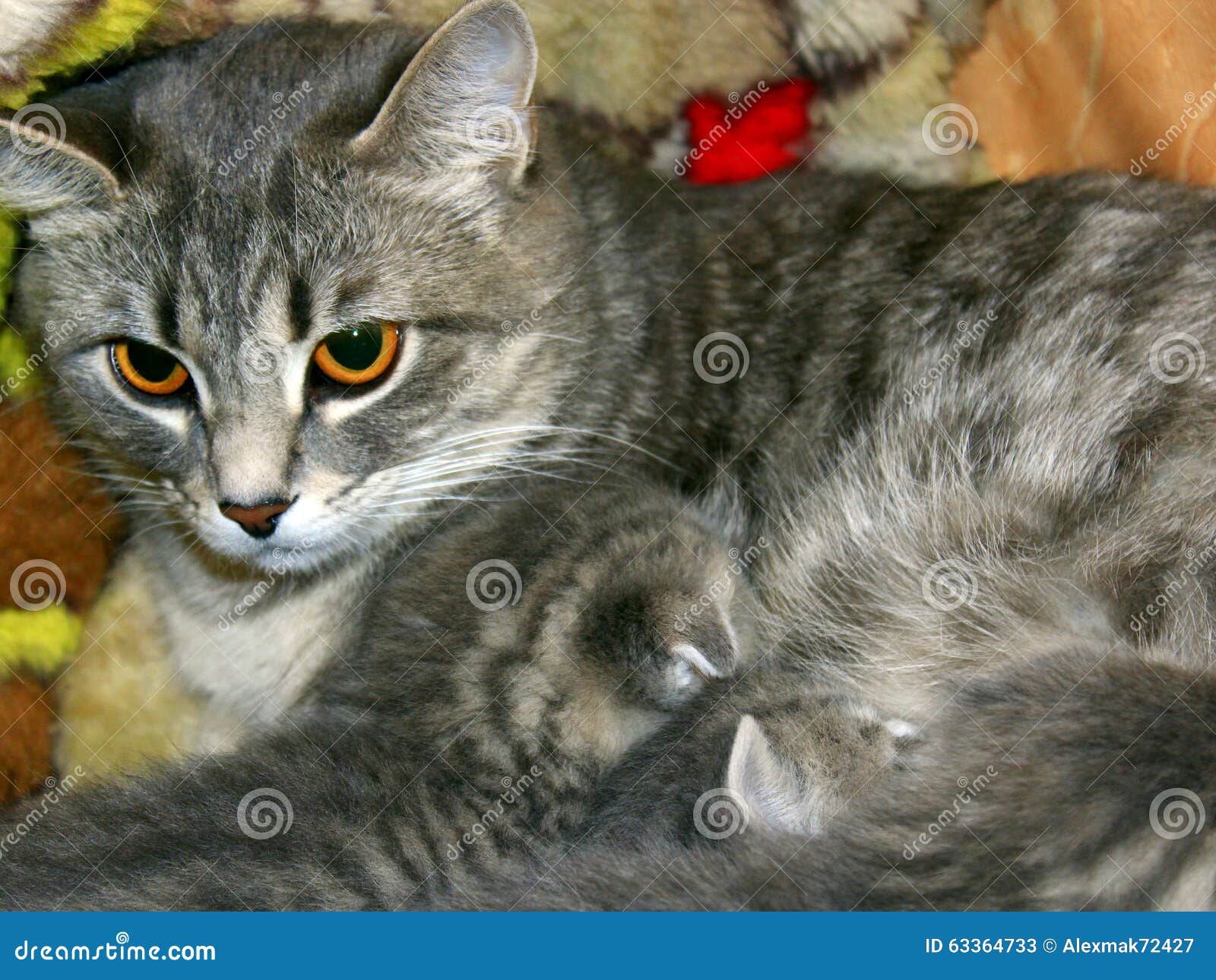 Cat with Kittens of Scottish Straight Breed Stock Image - Image of nose ...