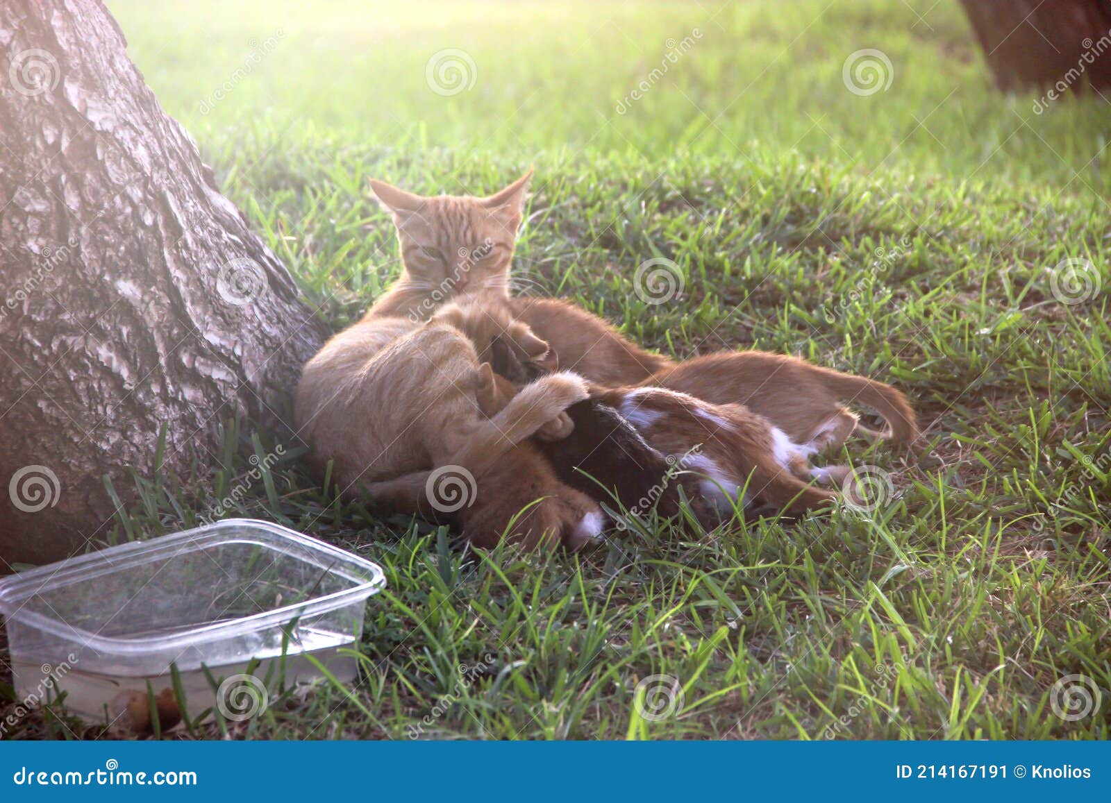 Cat with Kittens Under the Tree. Stock Image - Image of lawn, wild ...