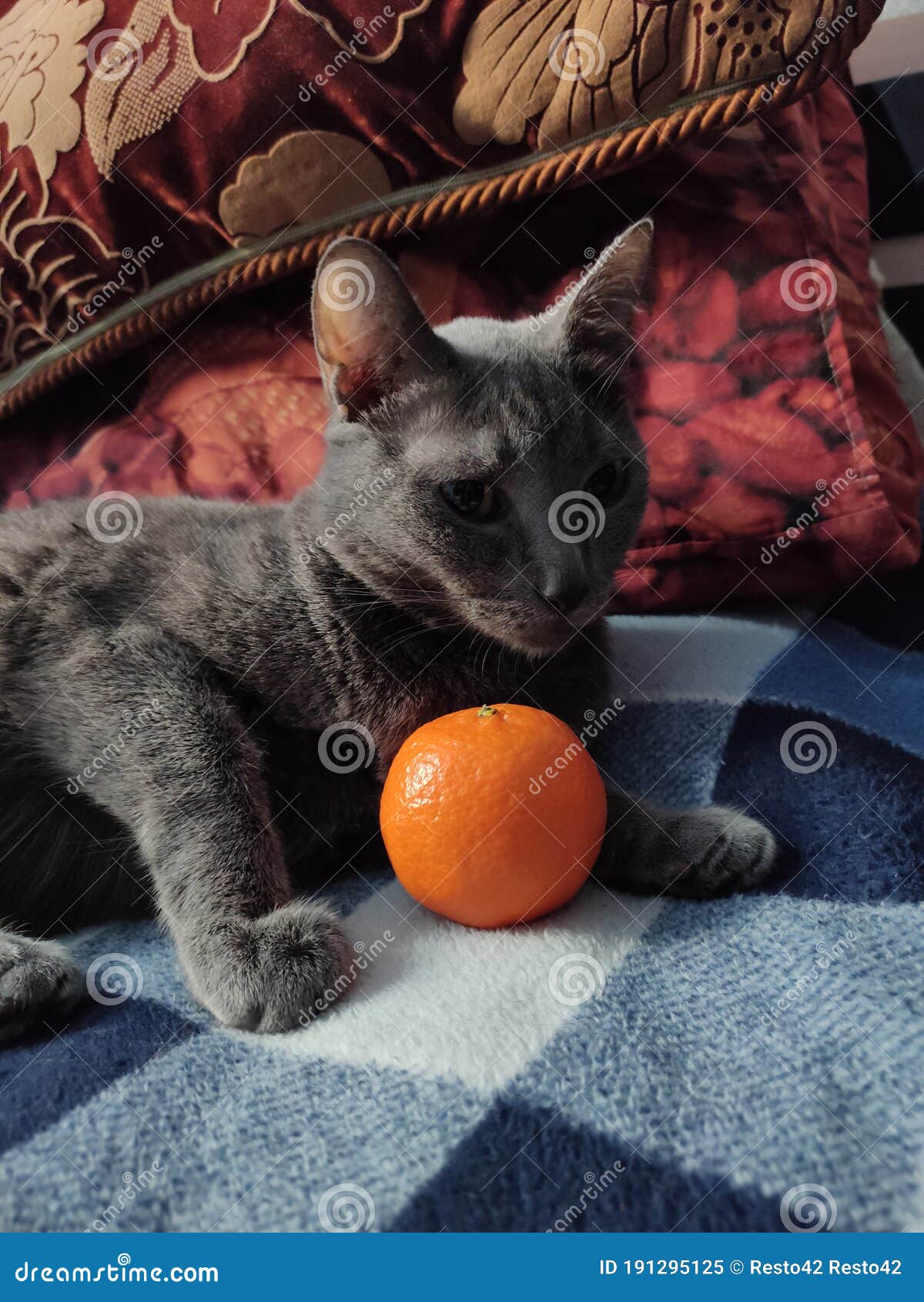 Cat kitty cary stock image. Image of whiskers, kitten - 191295125