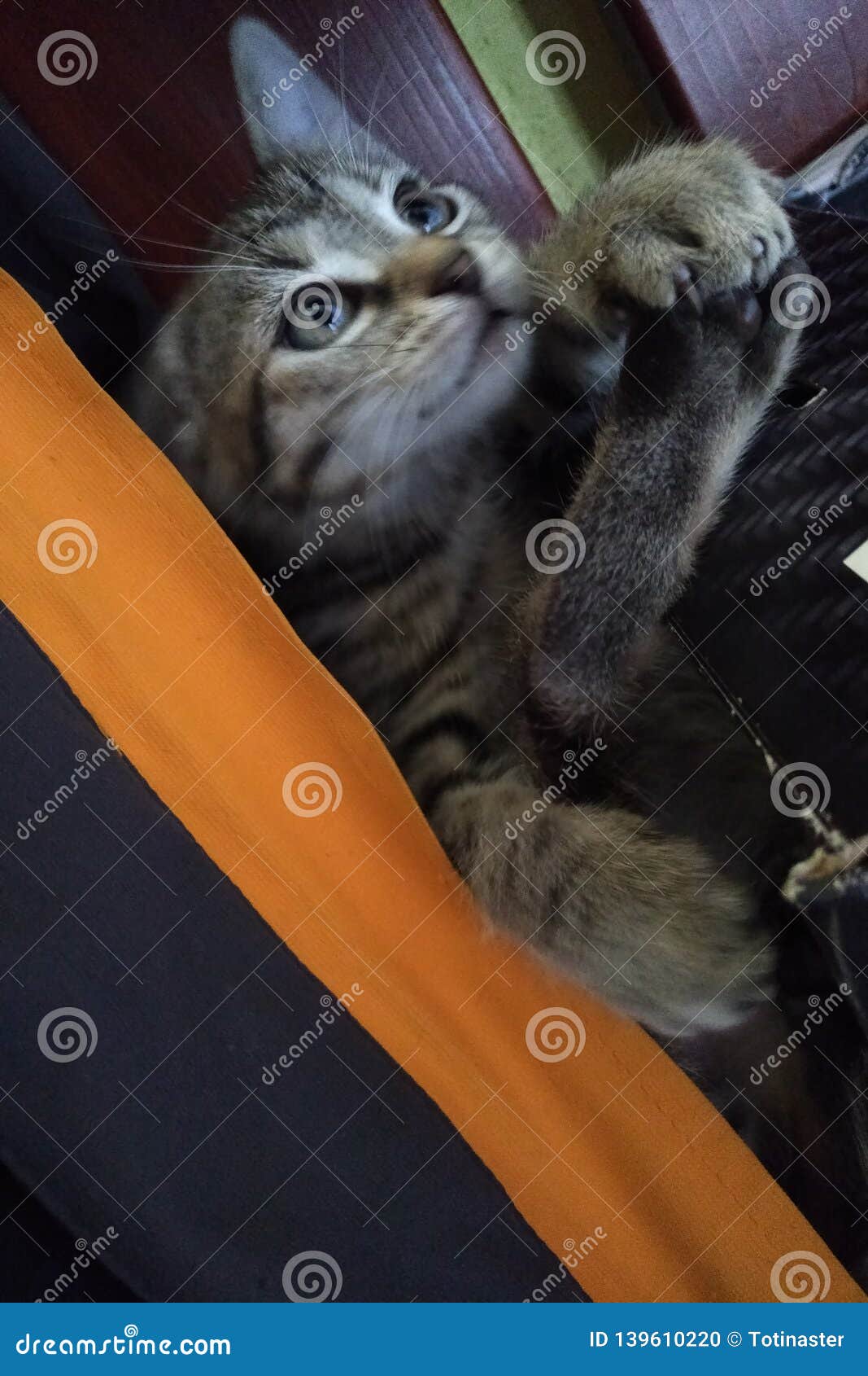 Cute cat stock photo. Image of paws, kitty, curious - 139610220