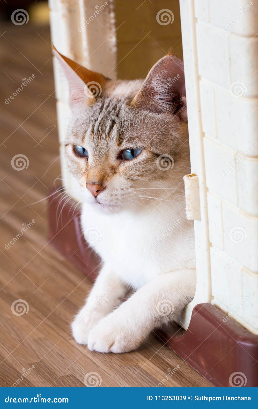 Cat,kitty Isolate on Background,front View from the Top Stock Image ...