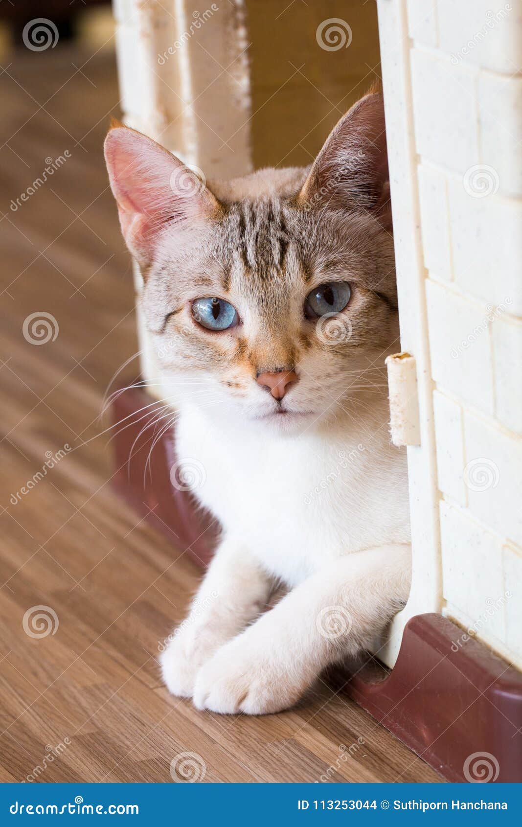 Cat,kitty Isolate on Background,front View from the Top Stock Photo ...