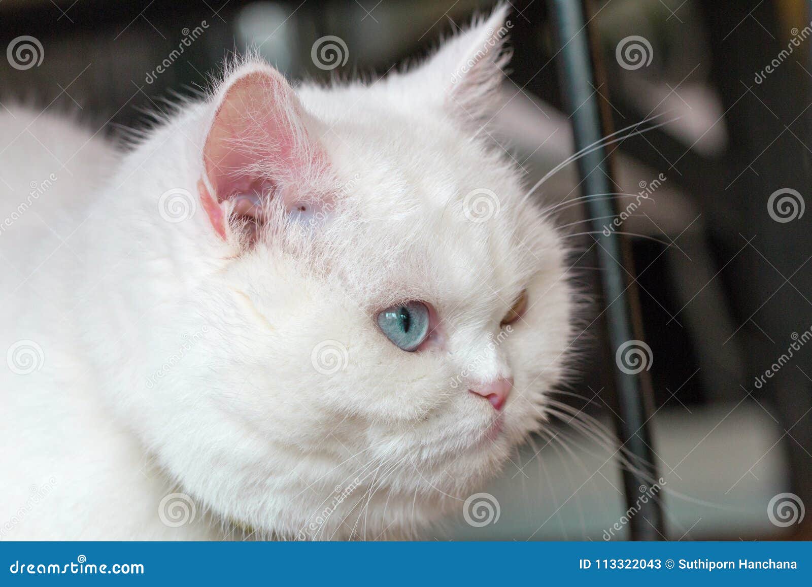 Cat,kitty Korat Sit and See Isolate on Background,front View from the ...