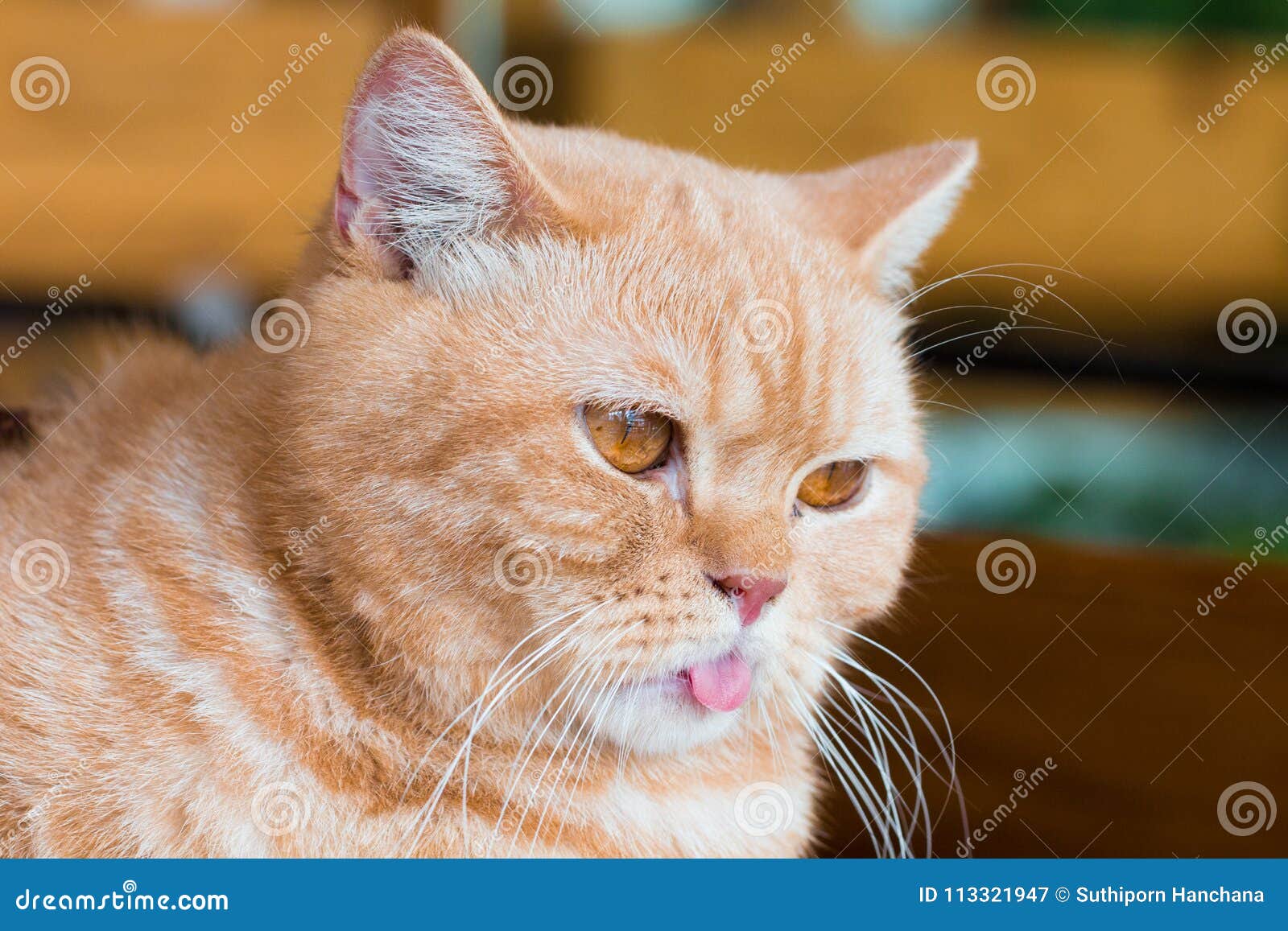 Cat,kitty Sit and See Isolate on Background,front View from the Top ...