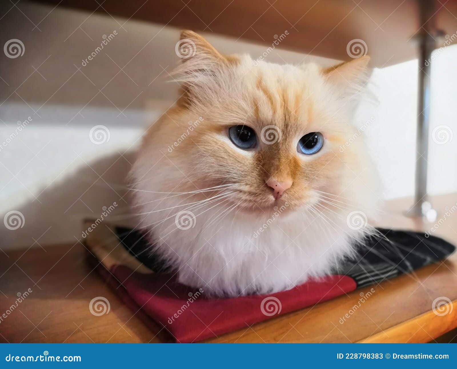 Kitty Cat Pusik Stock Photos - Free & Royalty-Free Stock Photos from ...