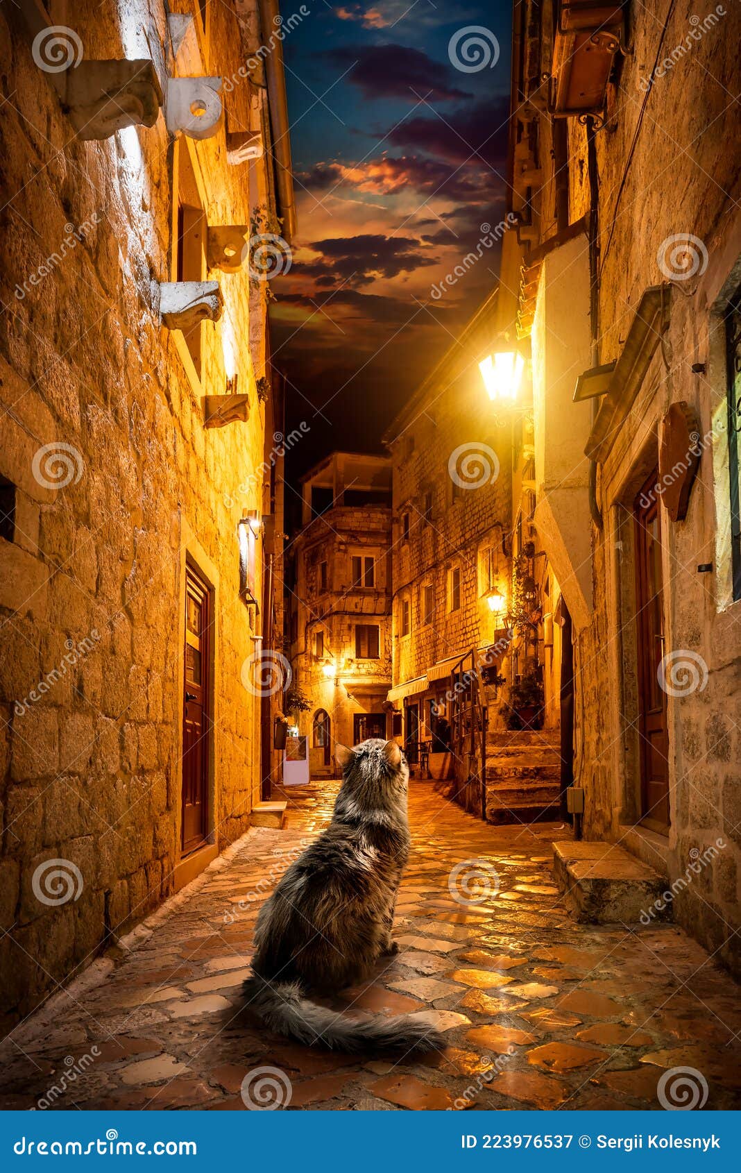 Cat in Kotor stock image. Image of darkness, kotor, light - 223976537